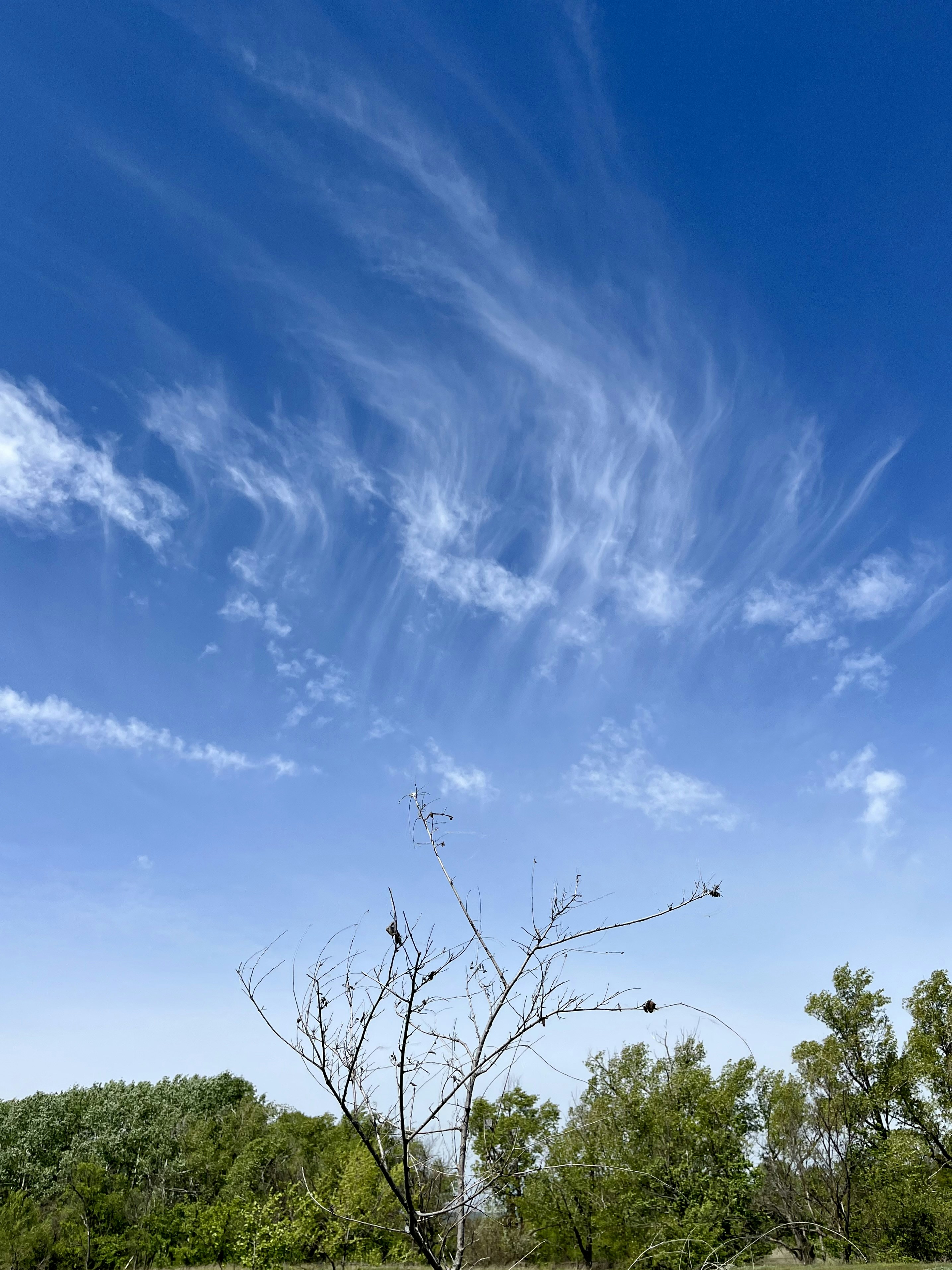 Cirrus Trails Over a Quiet Tree Line at Noon