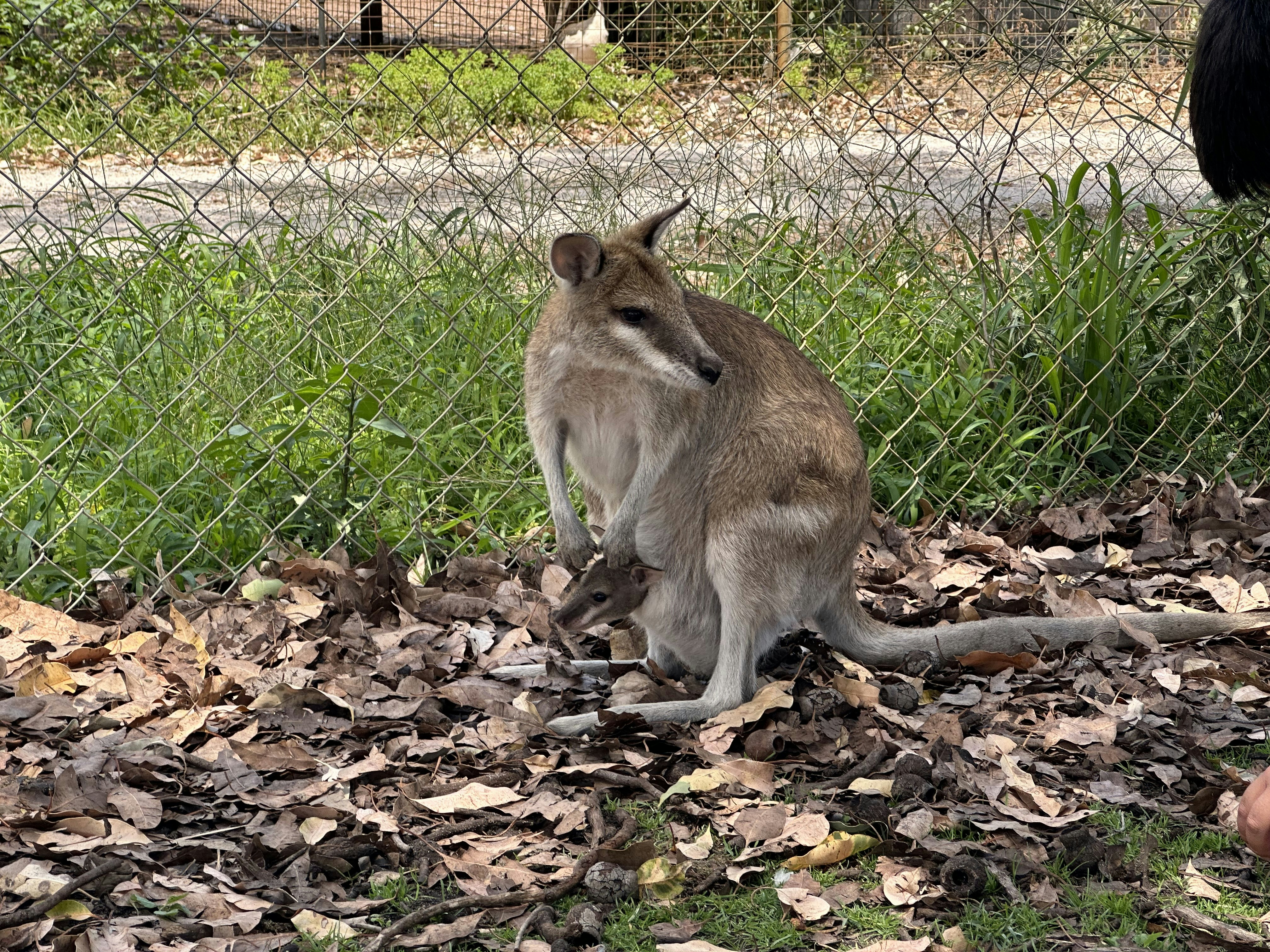 A kangaroo sitting on top of a pile of leaves photo – Free Green Image ...