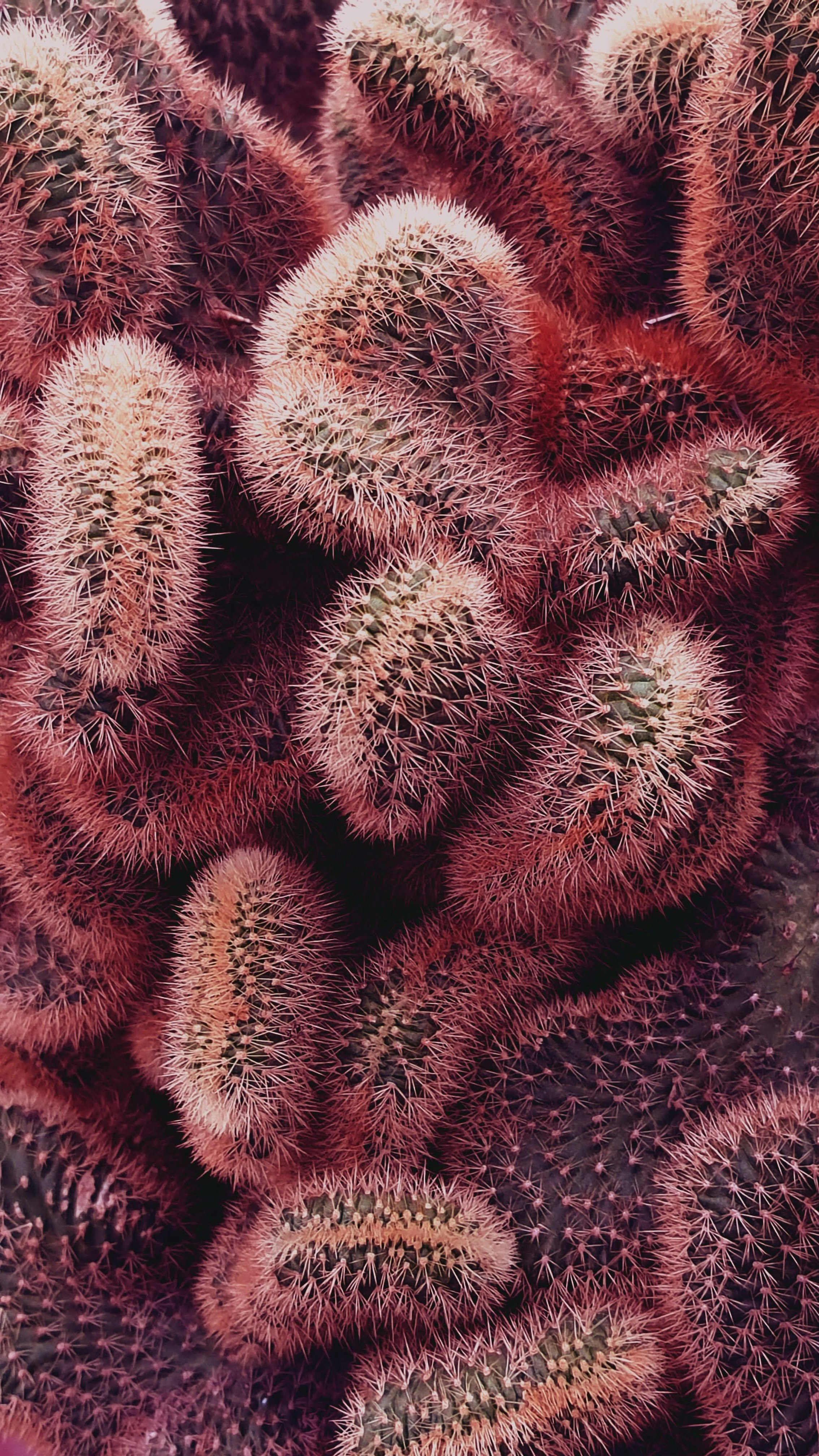 Desert Bloom: Close-Up of Spiny Cacti in Muted Pink Light