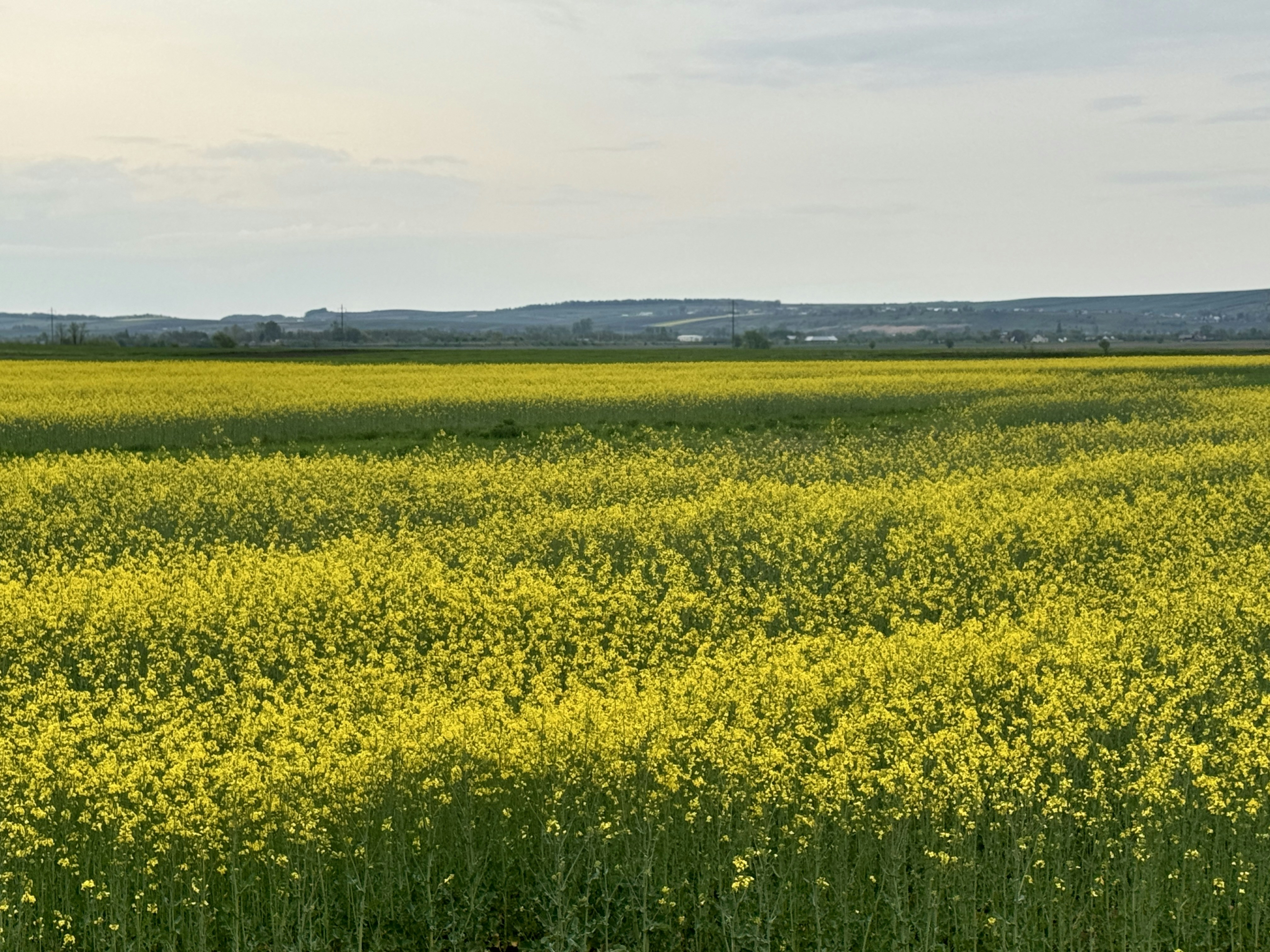 Golden Canola Field: A Quiet Prairie Stretch Toward the Distant HorizonMichael Mitrakos