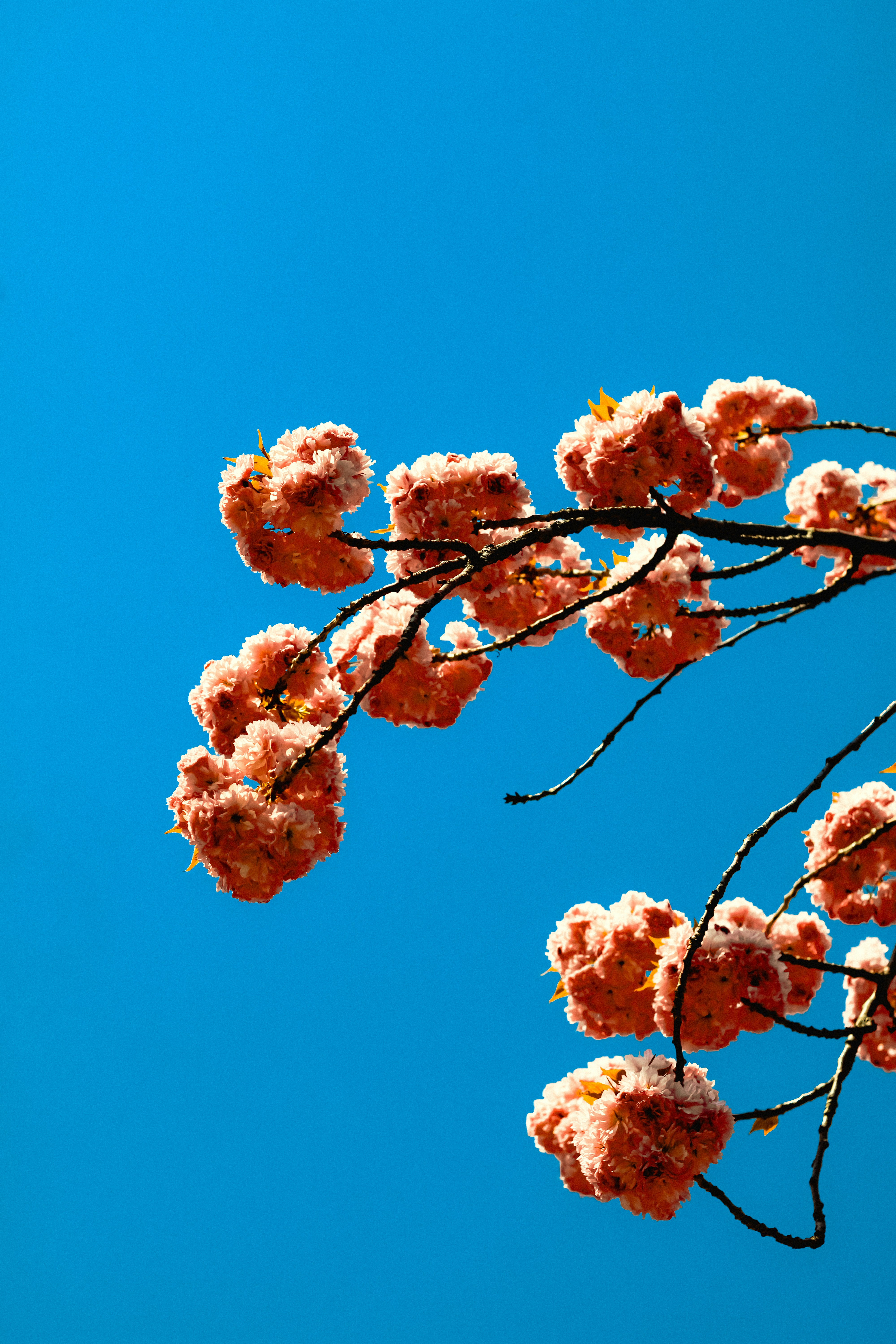 Cerulean Sky Framed by Soft Pink Cherry Blossoms