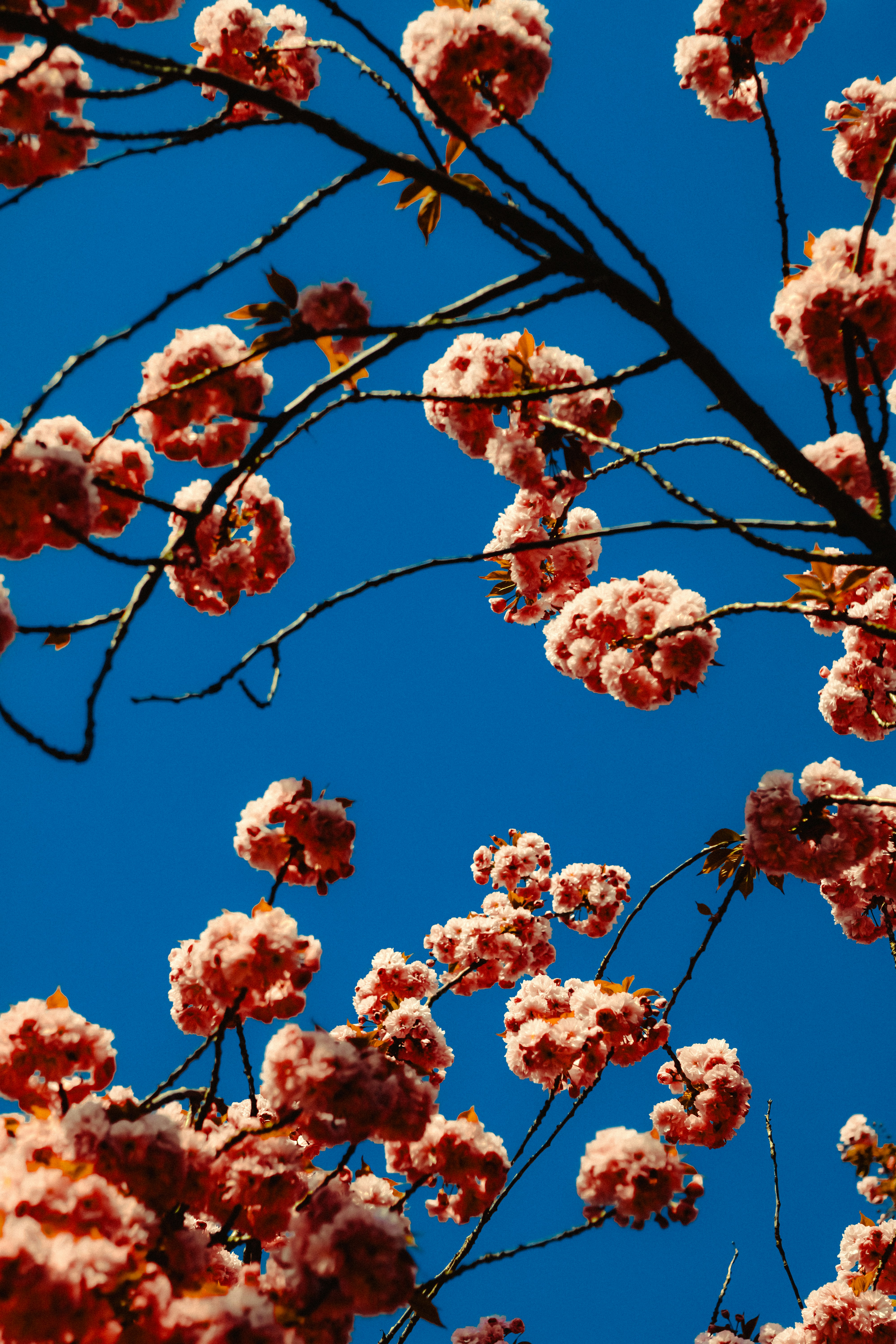 Crimson blossoms against a velvet sky