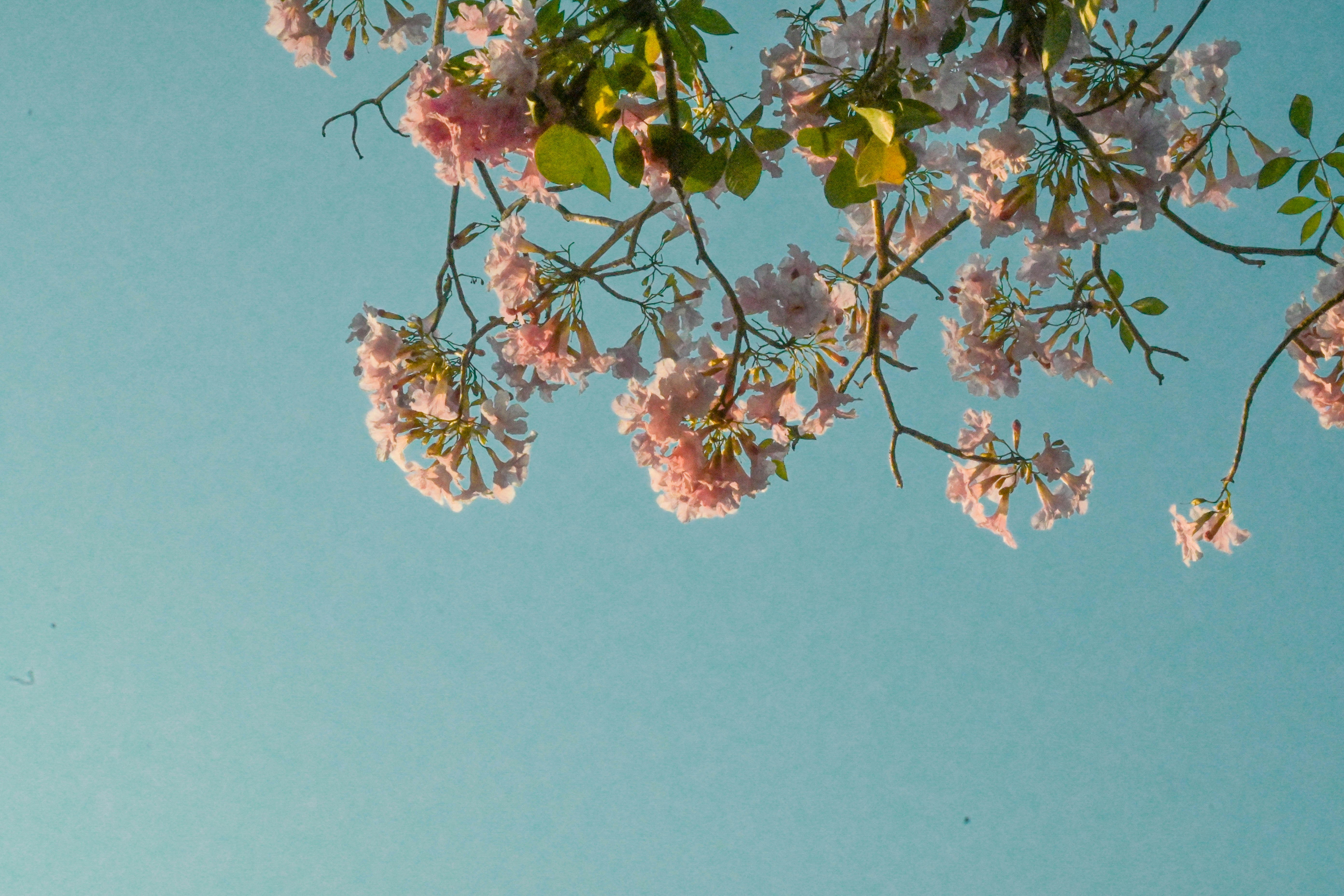 Pink blossoms against a clear blue sky