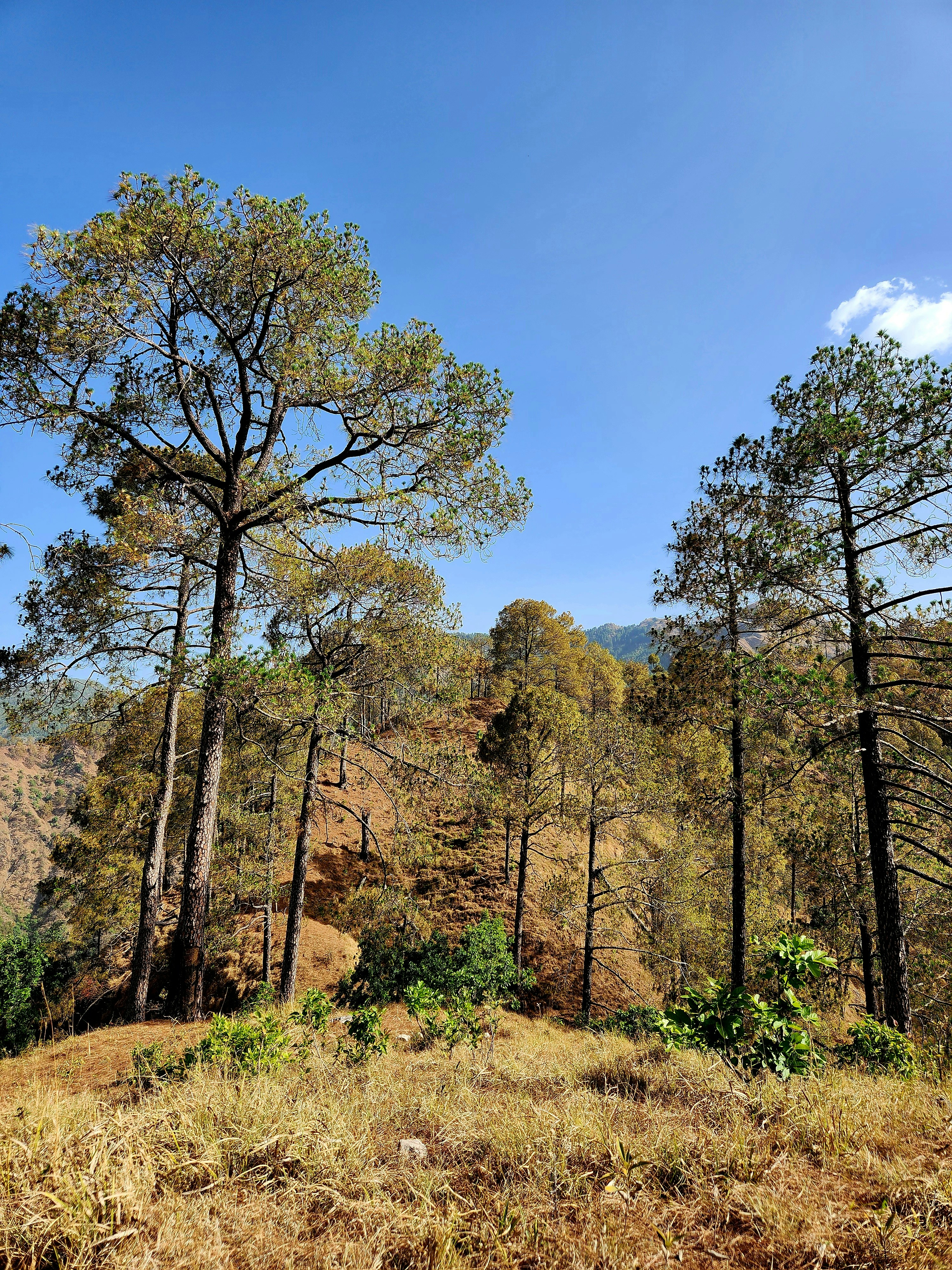 A group of tall trees sitting on top of a lush green hillside photo ...