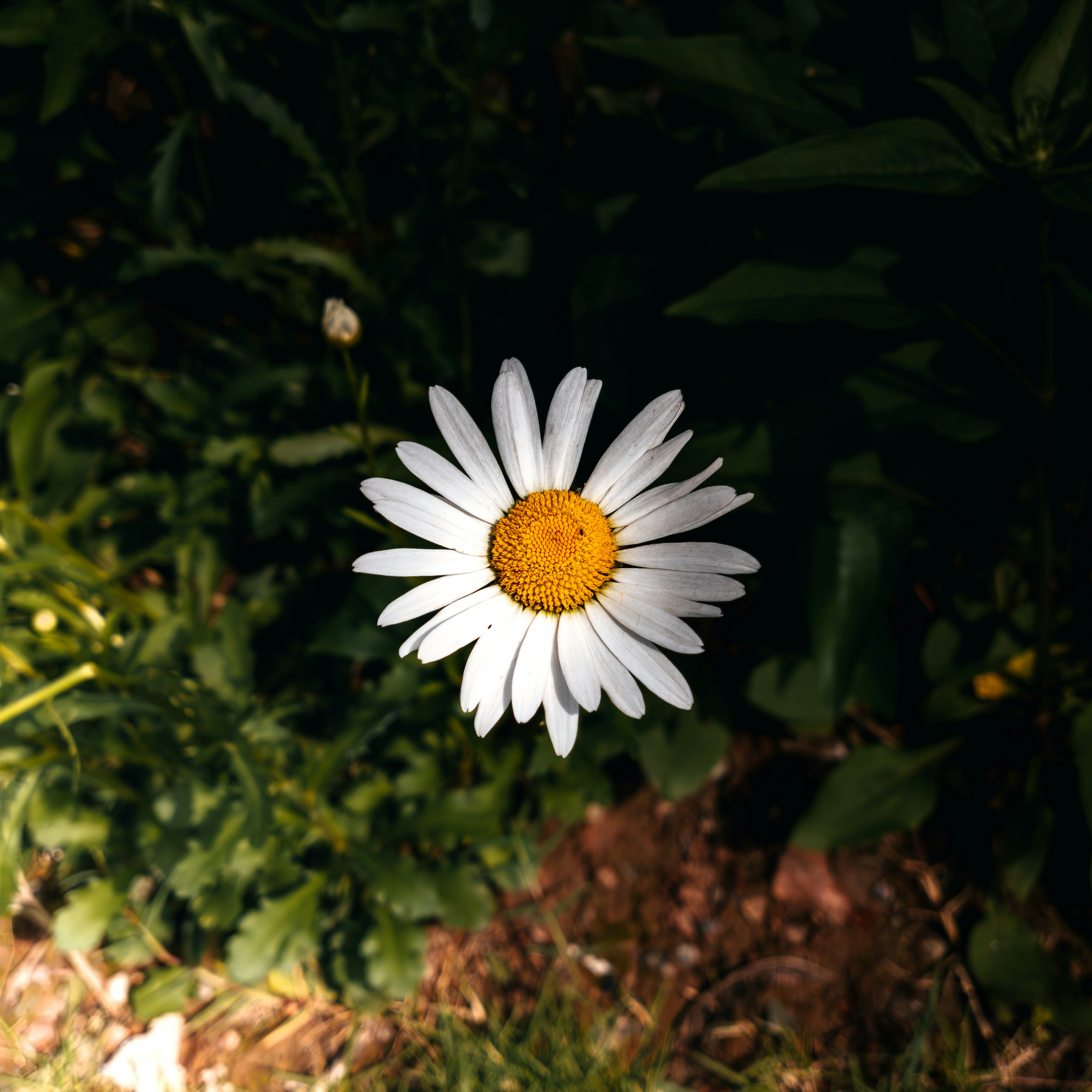 a close up of a white flower with a yellow center
