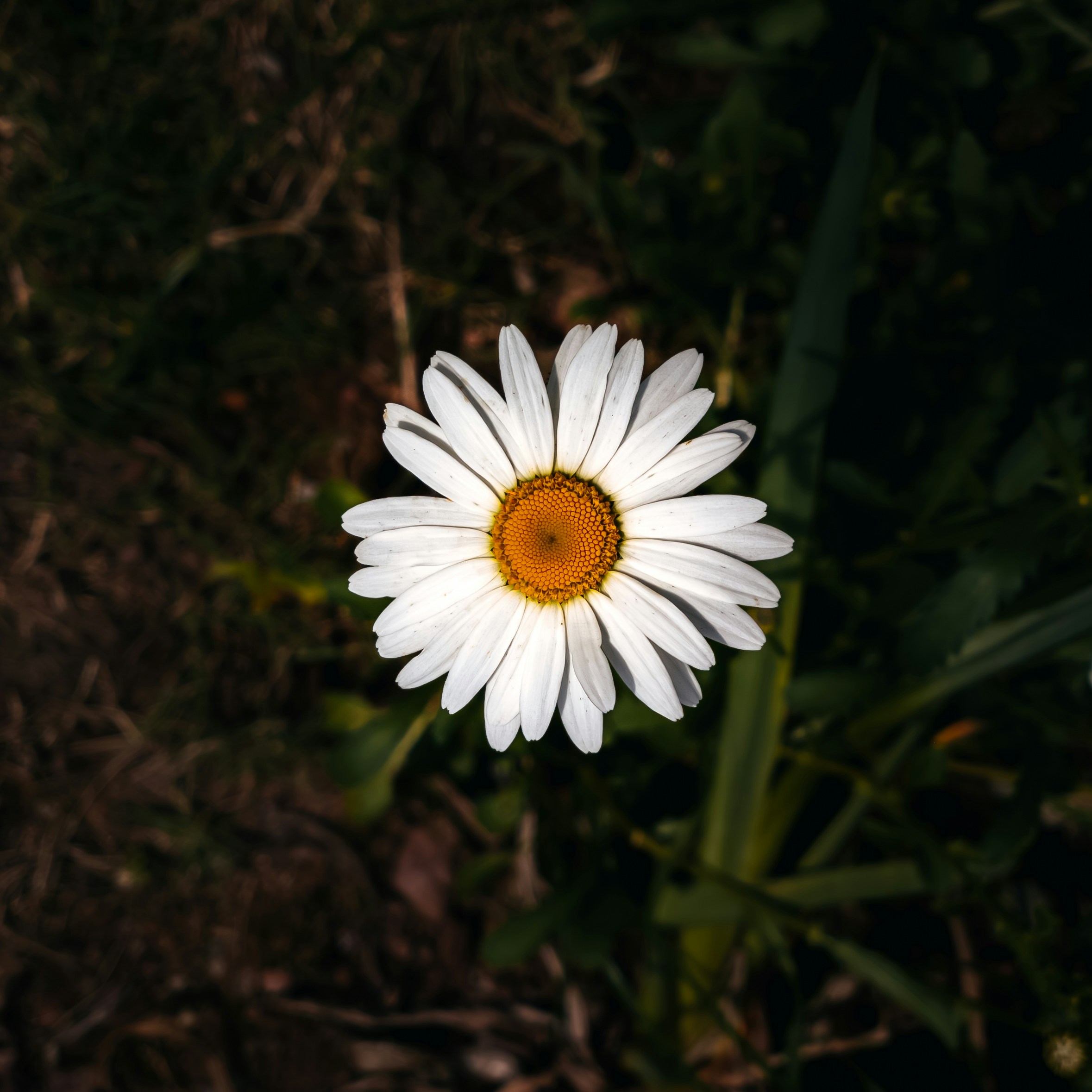 a close up of a white flower with a yellow center