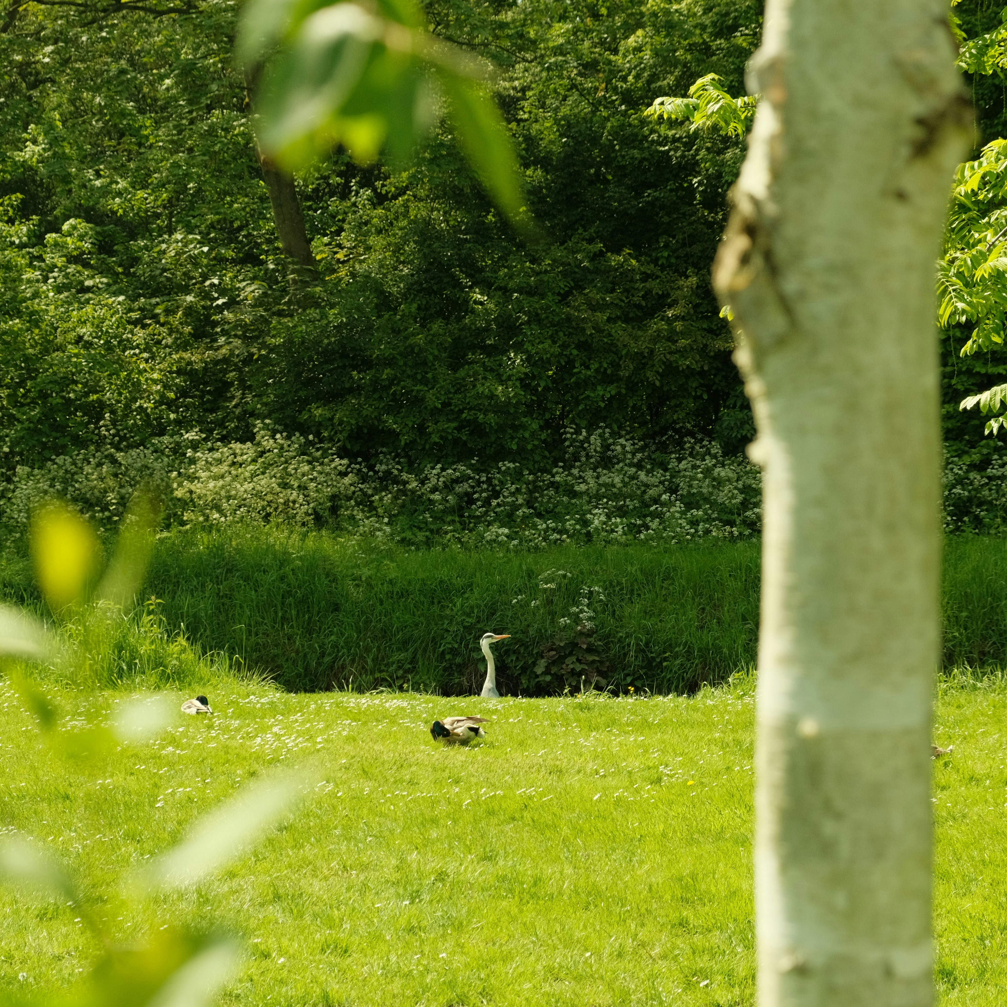 Lone Heron in a Sunlit Park Meadow
