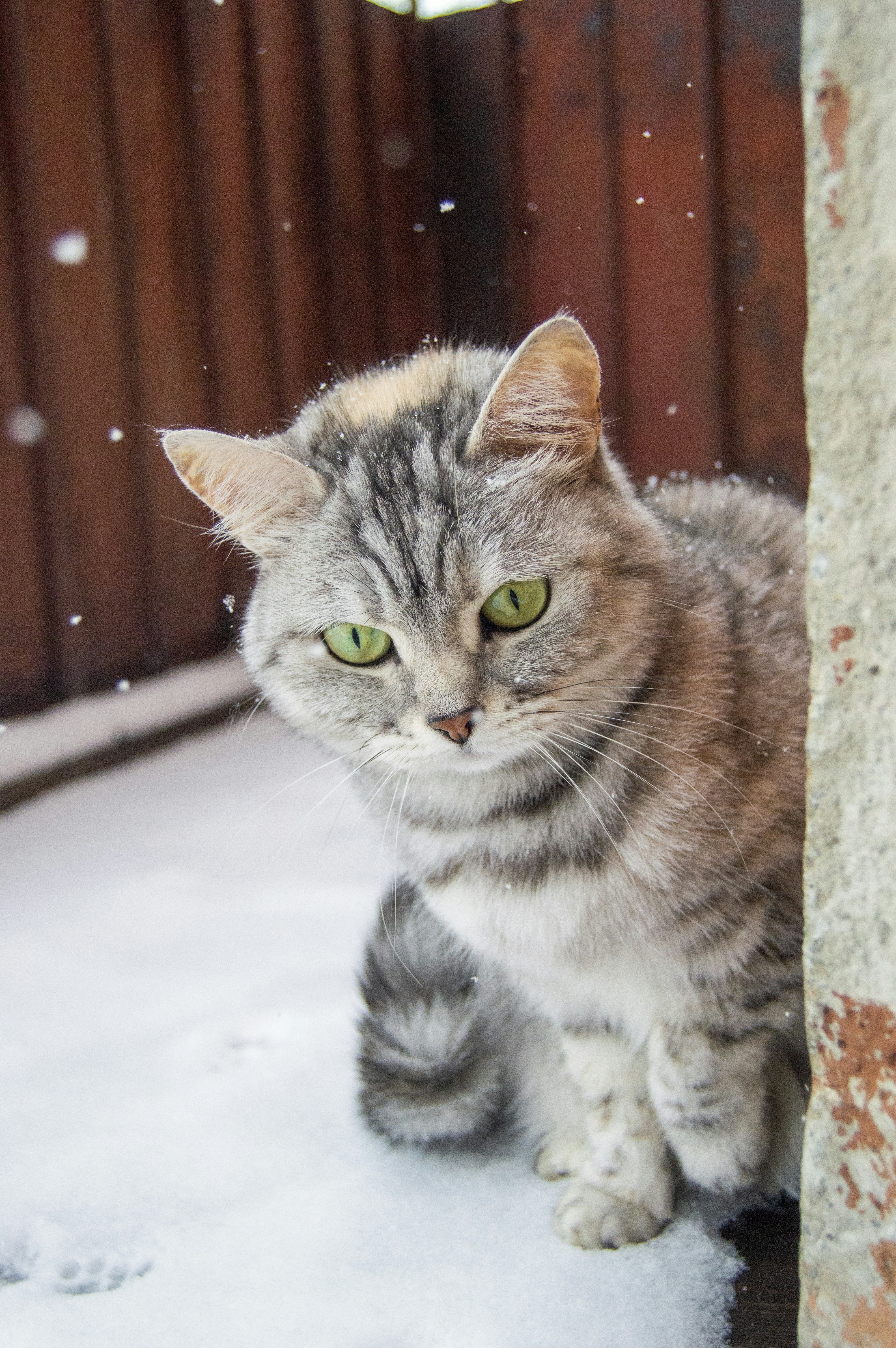 Emerald Gaze on a Snowbound Porch