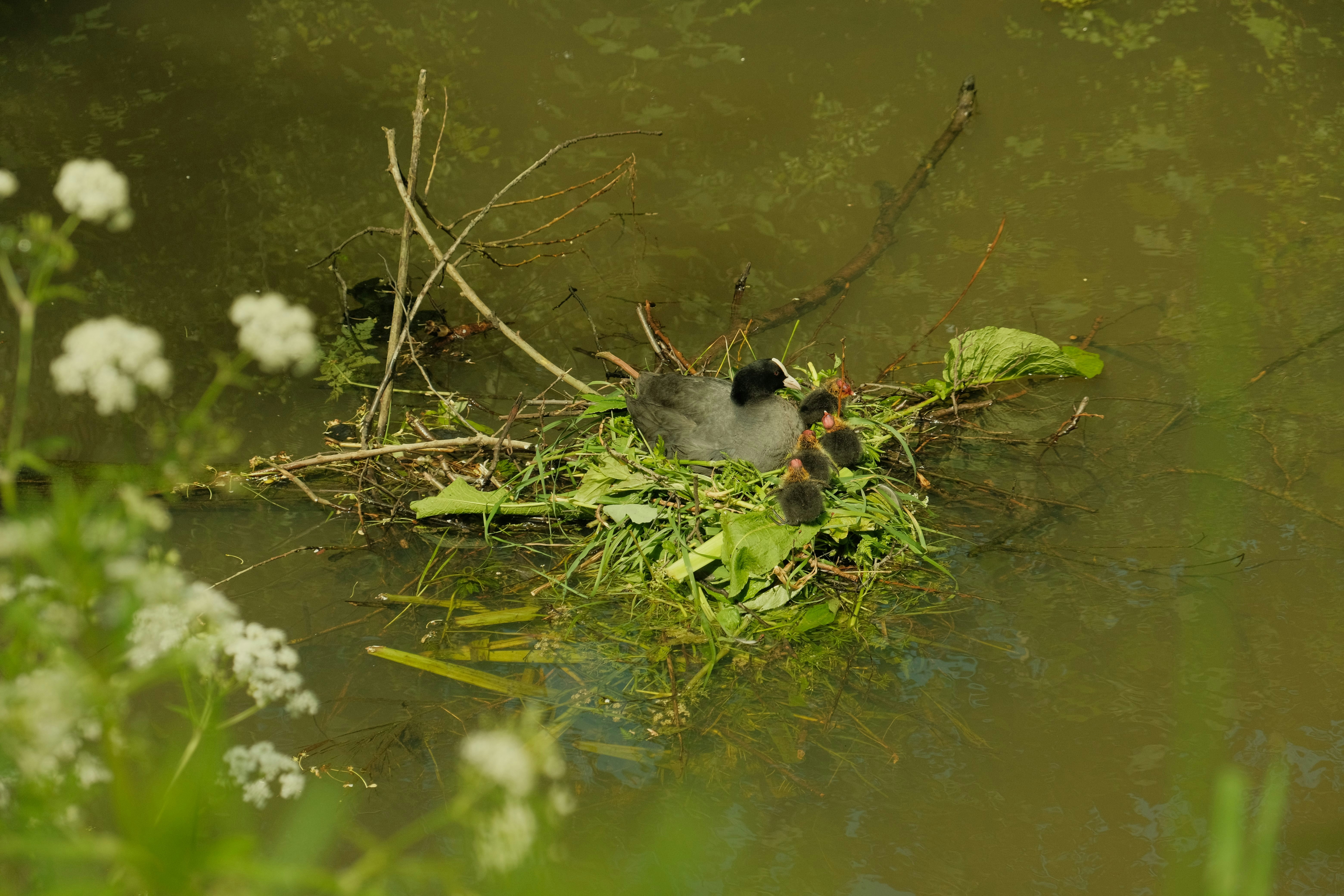 Floating Greens: A Moorhen's Quiet Repose on a Leaf-Scattered Pond