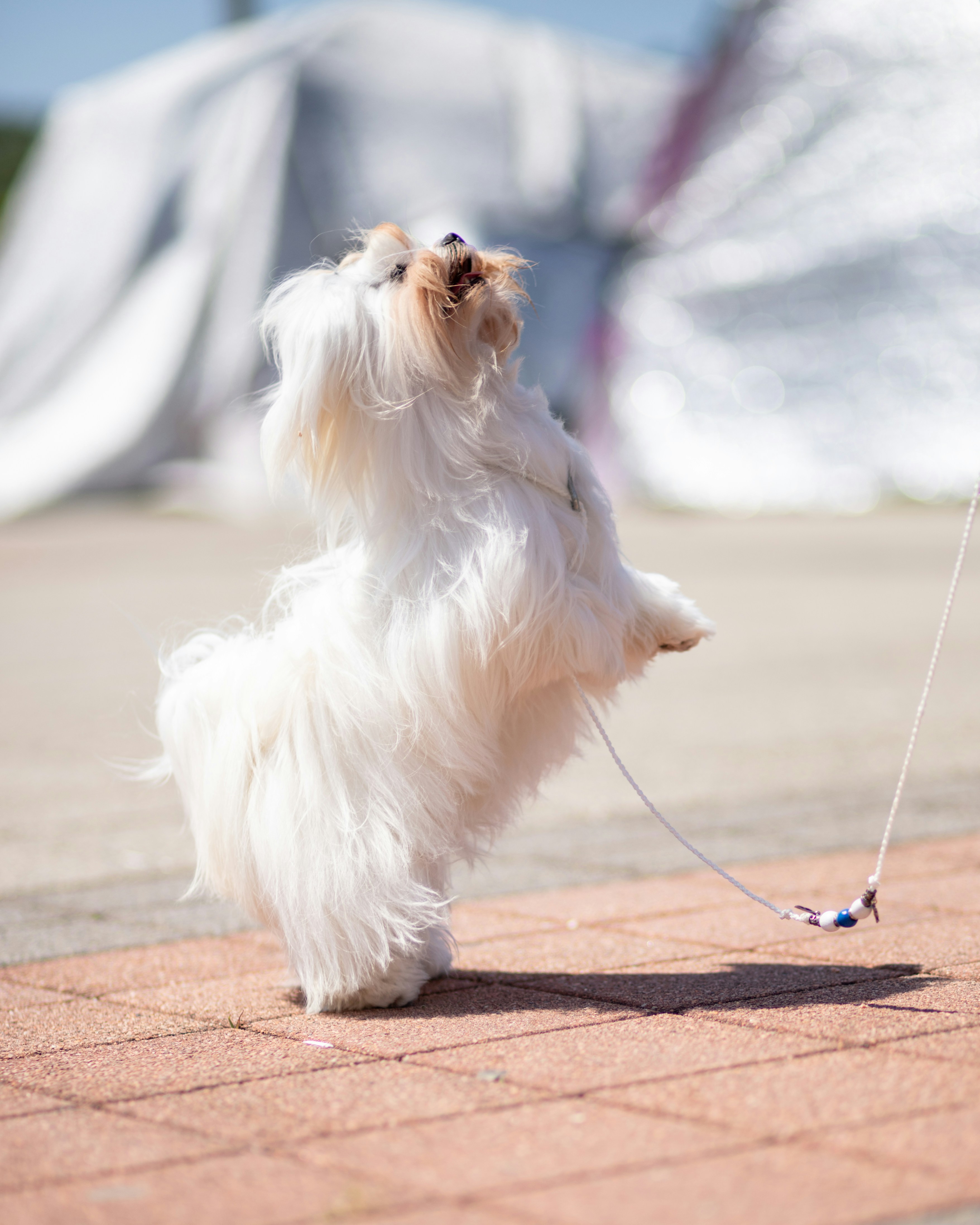 Fluffy Acrobat: A Small Leashed Pup Perched in Playful Parade