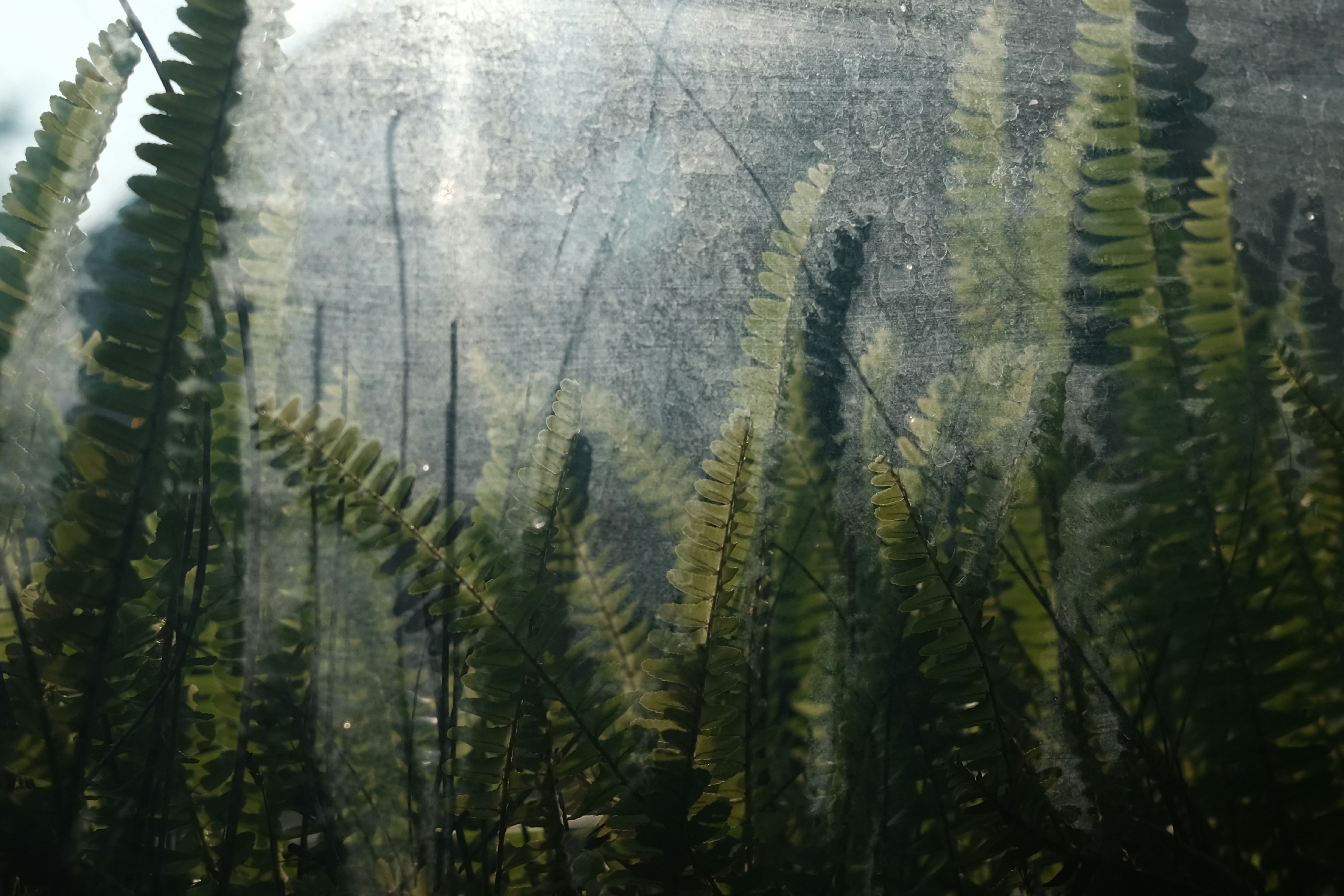 Glass-Window Ferns: Light, Texture and Quiet Silhouettes