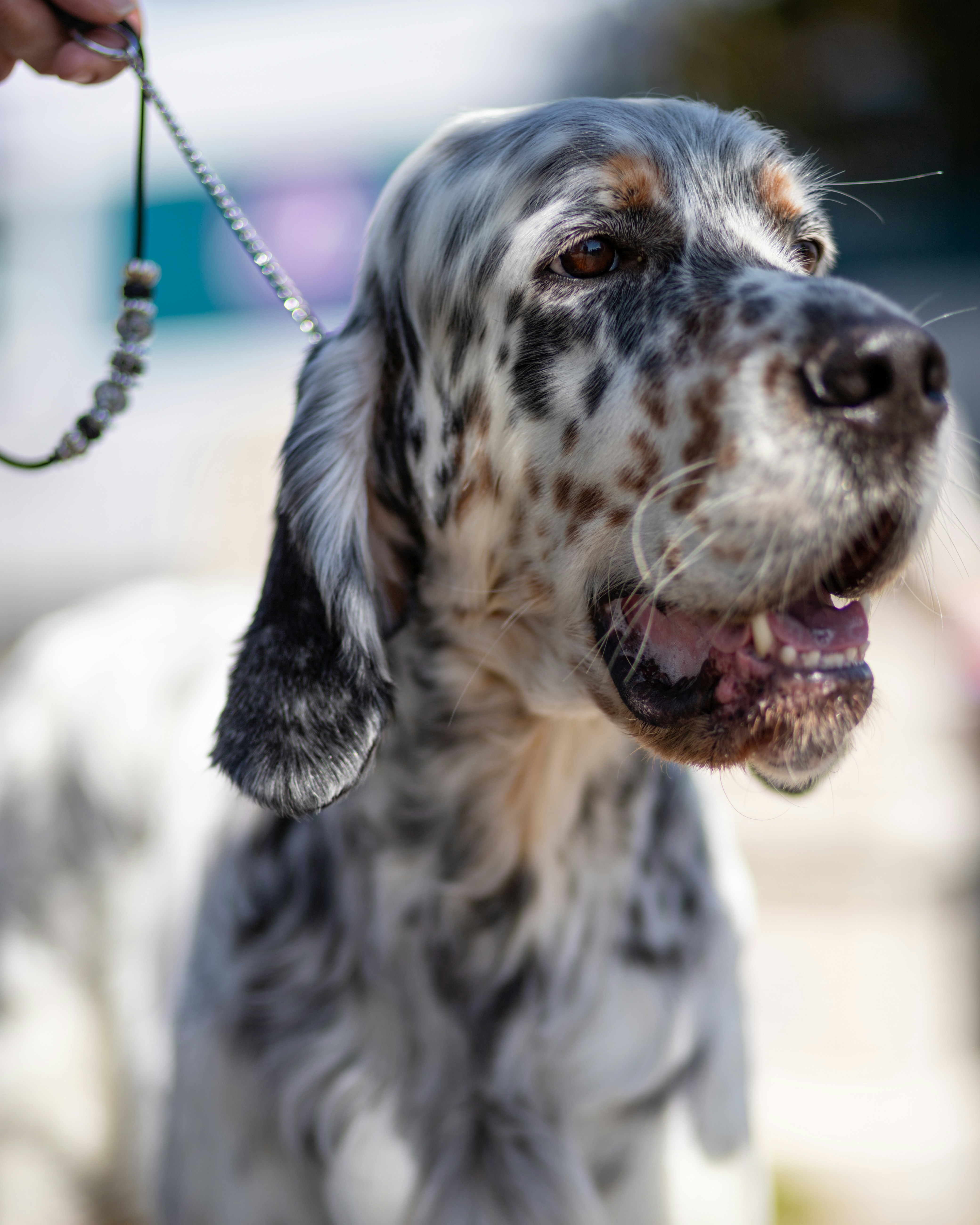 A close up of a dog on a leash photo – Free Canon Image on Unsplash