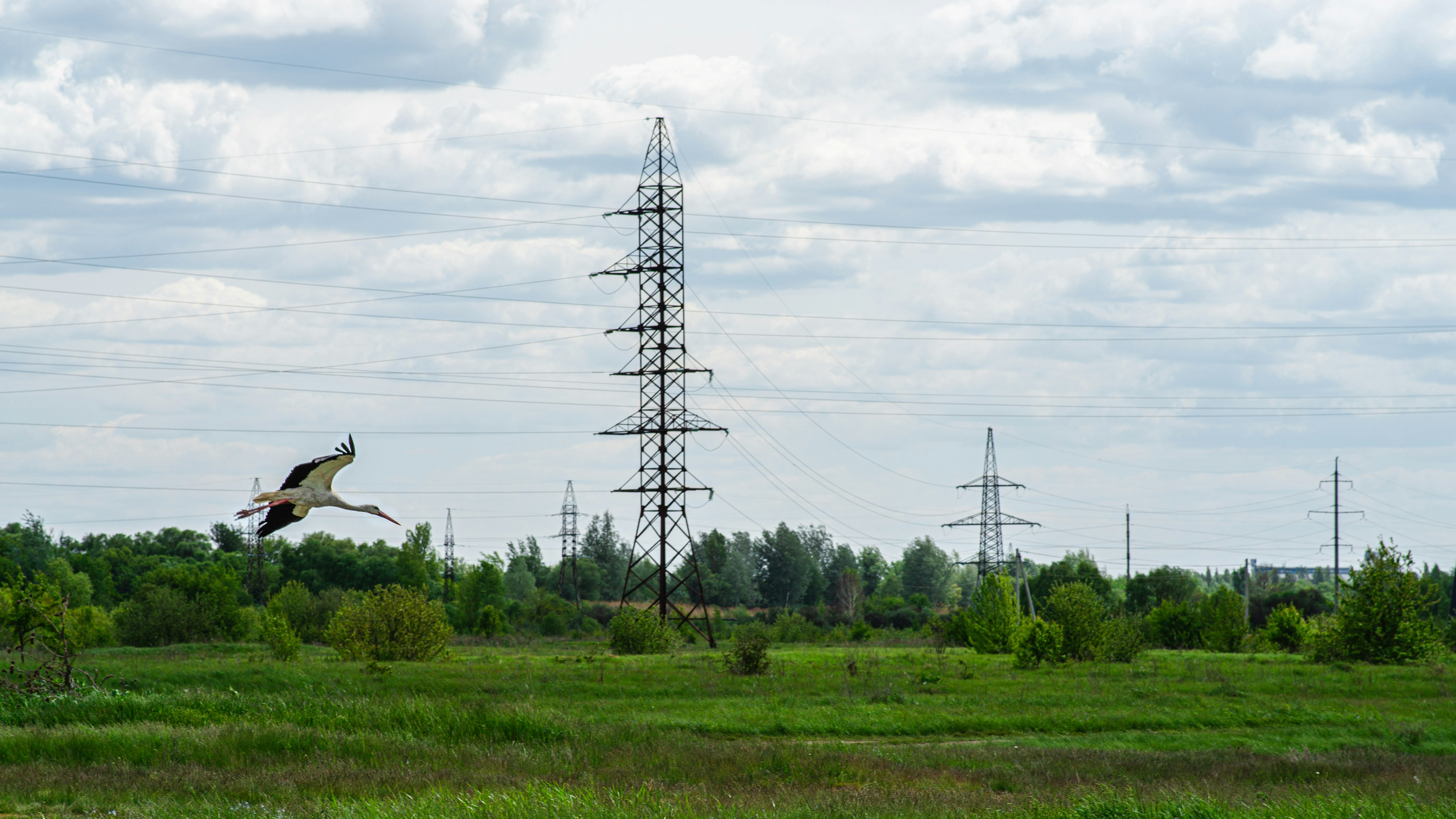Stork in Flight Over a Powerline Prairie