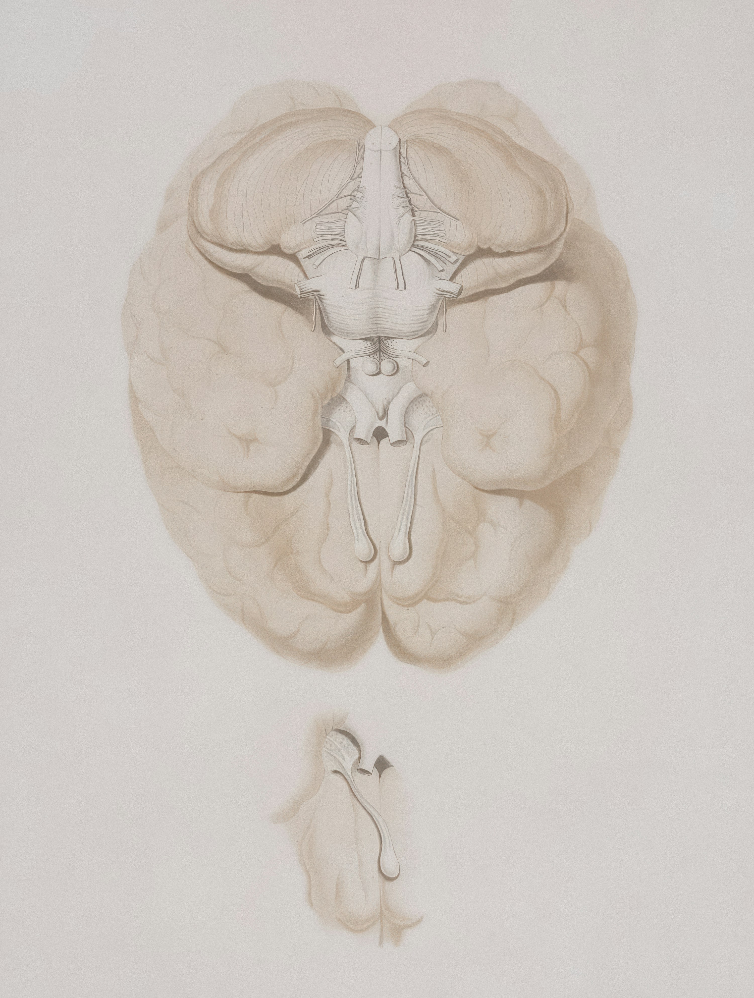 A drawing of a human brain and a hand photo – Free Brain Image on Unsplash
