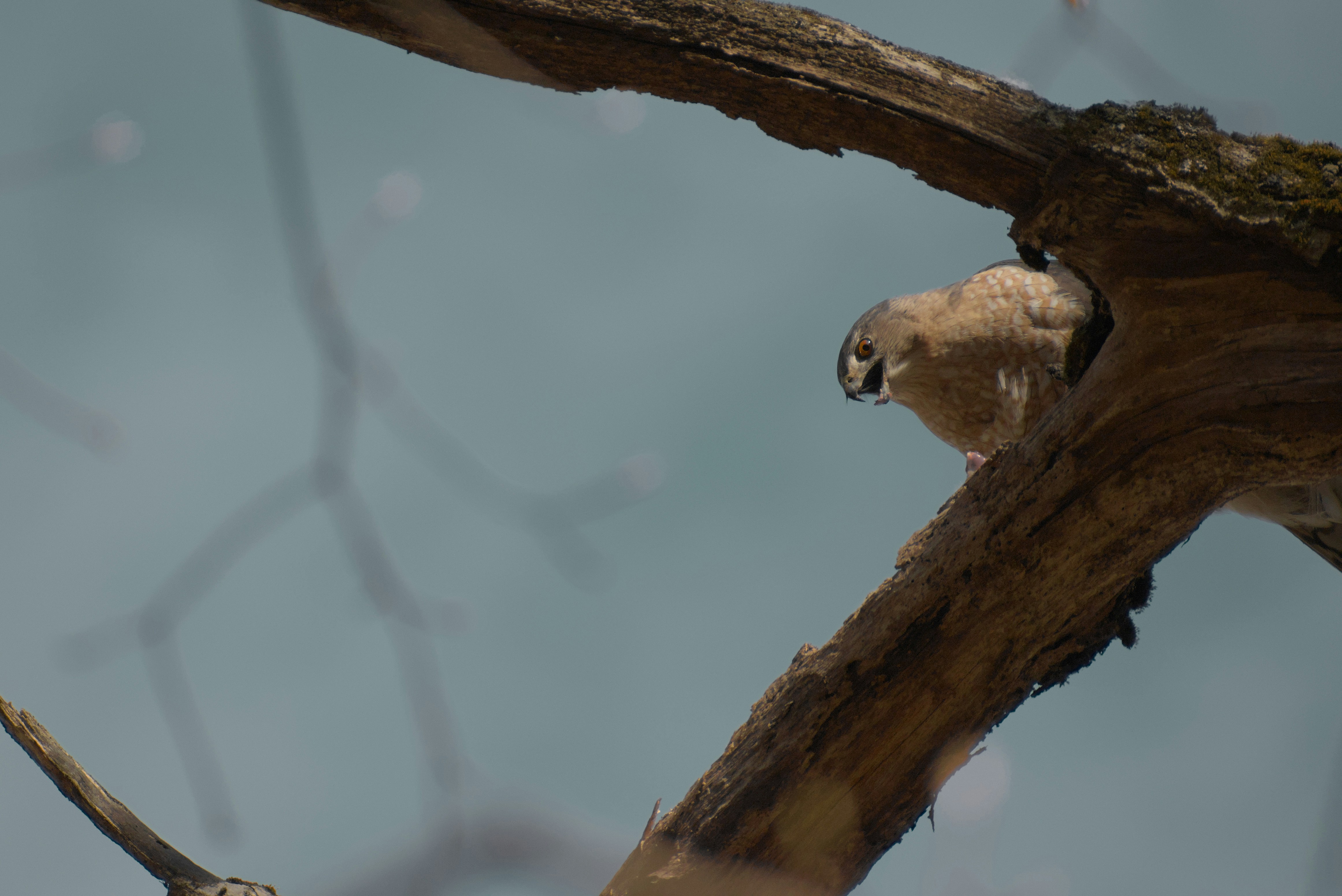 Perched Vigil on a Weathered Branch