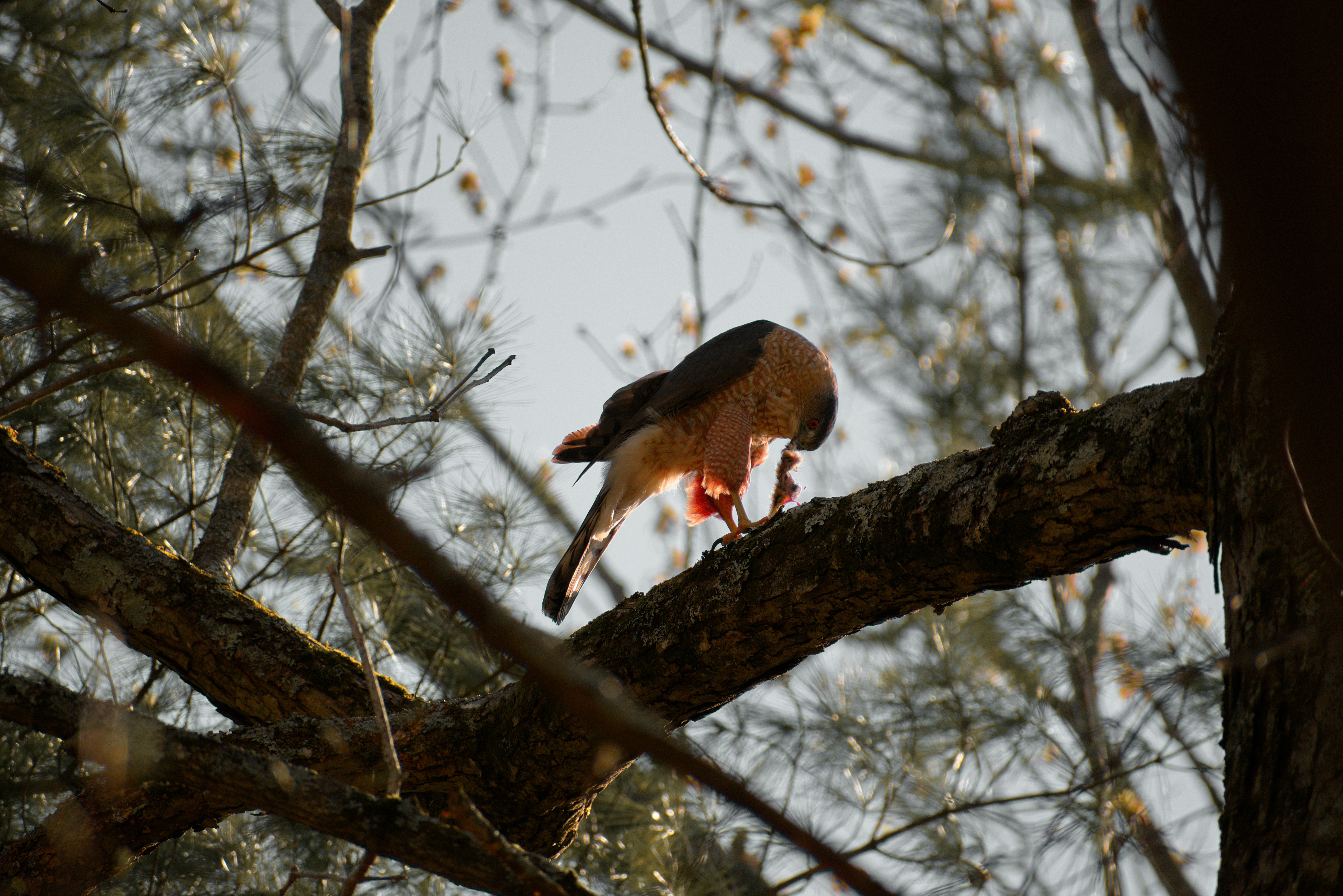 Sunlit Sentinel on a Weathered Pine