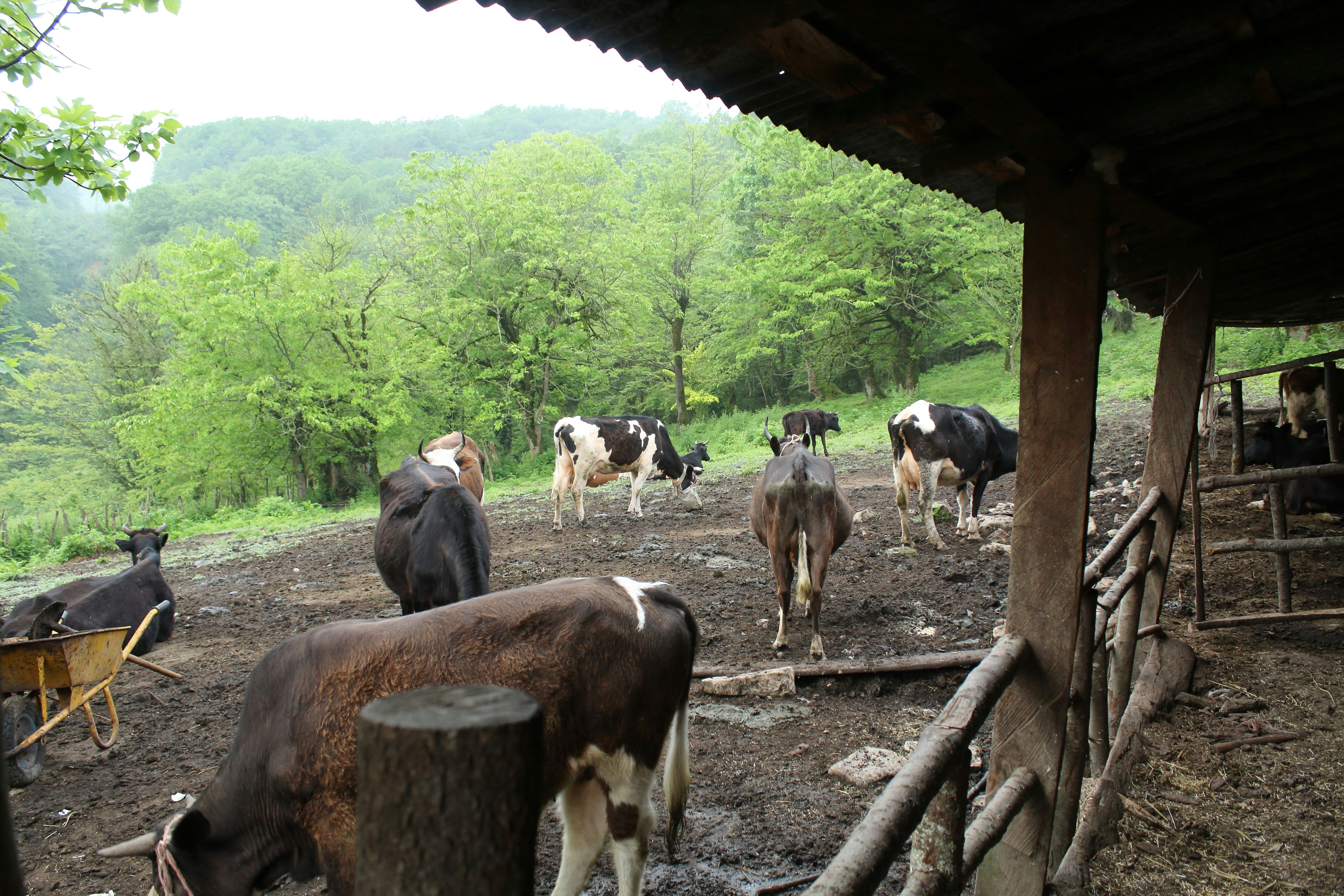Herd at the Shed: Cows in a Muddy Farmyard Framed by Green Hills