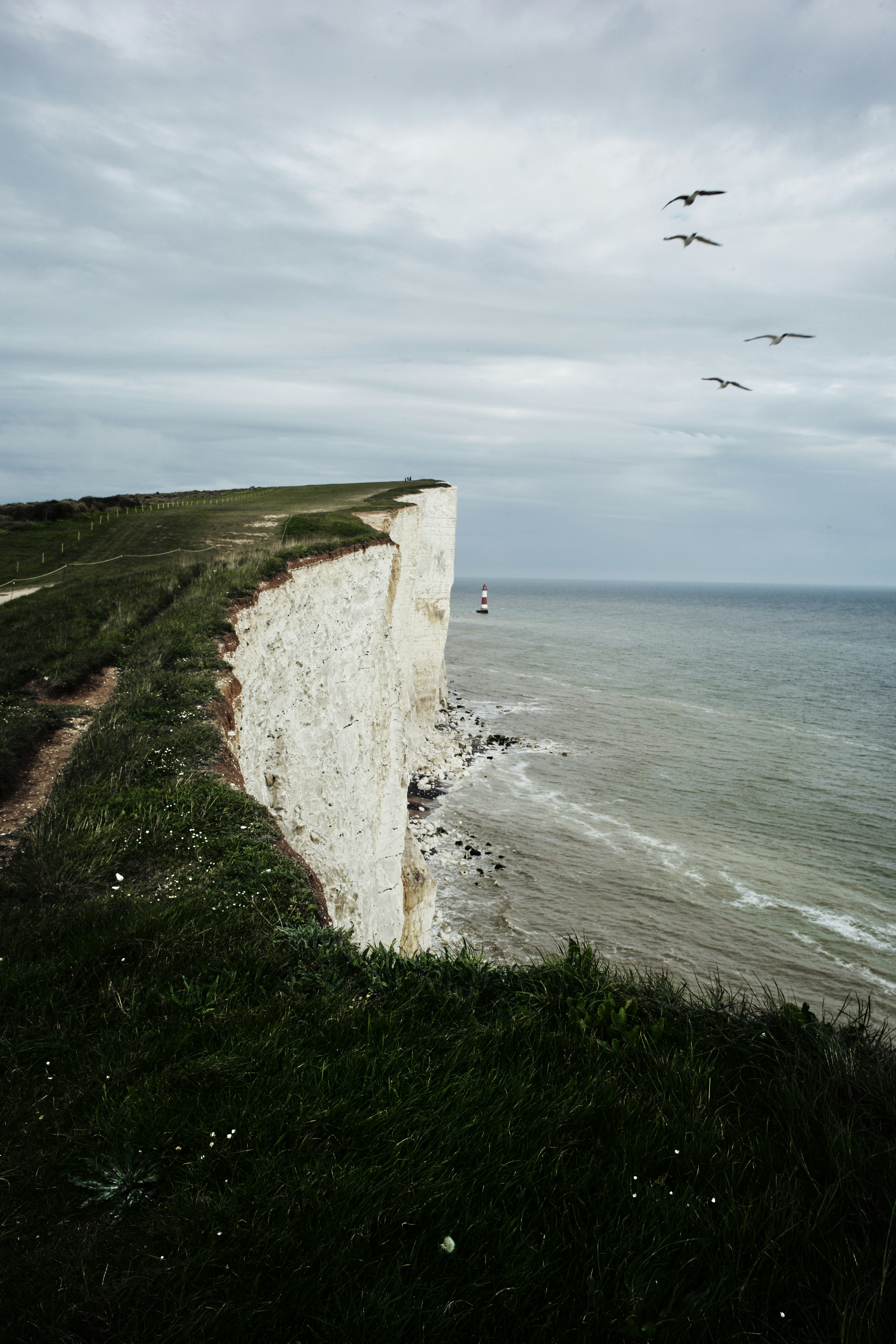 Cliff Edge Panorama: Soaring Gulls Over White Chalk and Sea