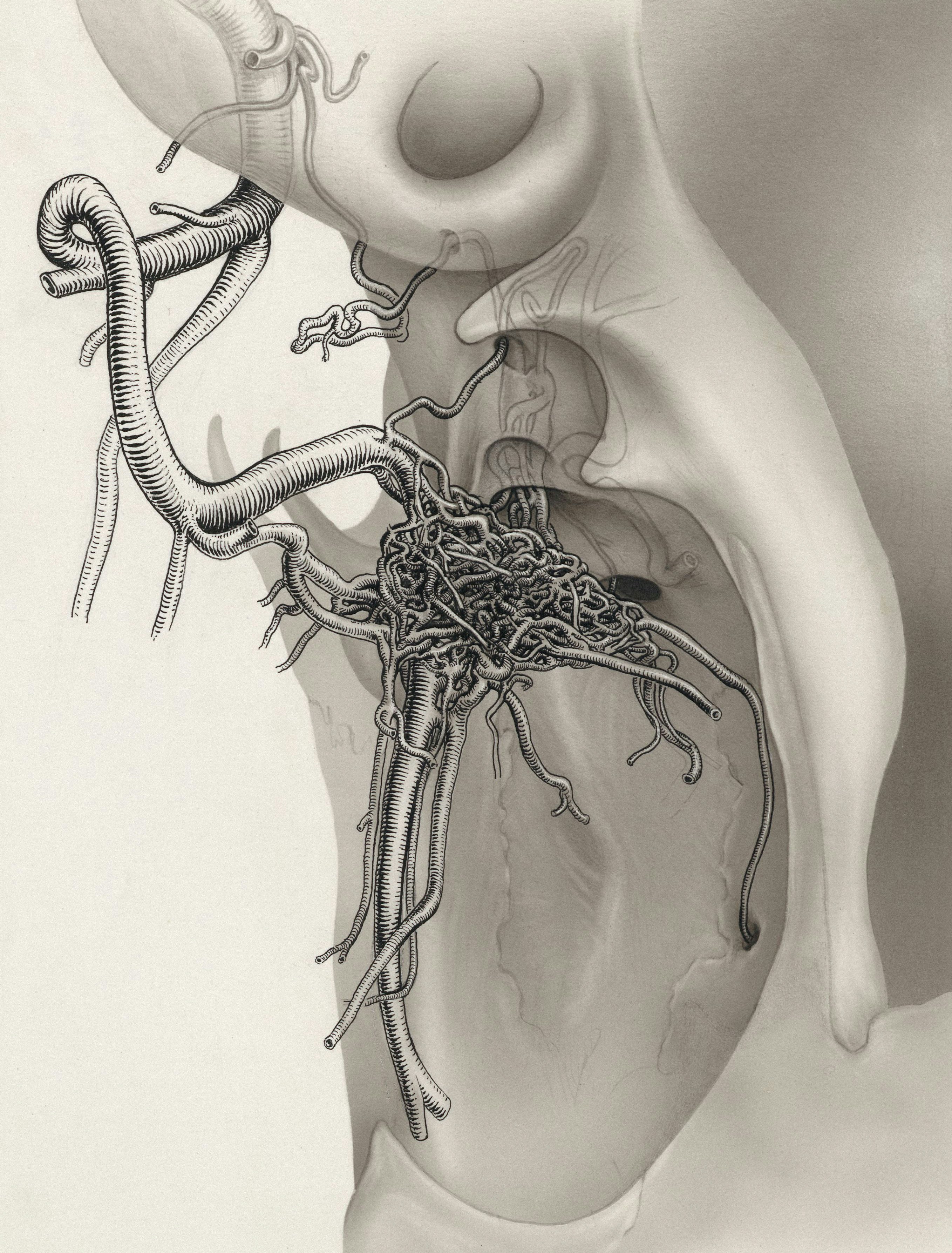 A drawing of the inside of a human heart photo – Free Grey Image on ...