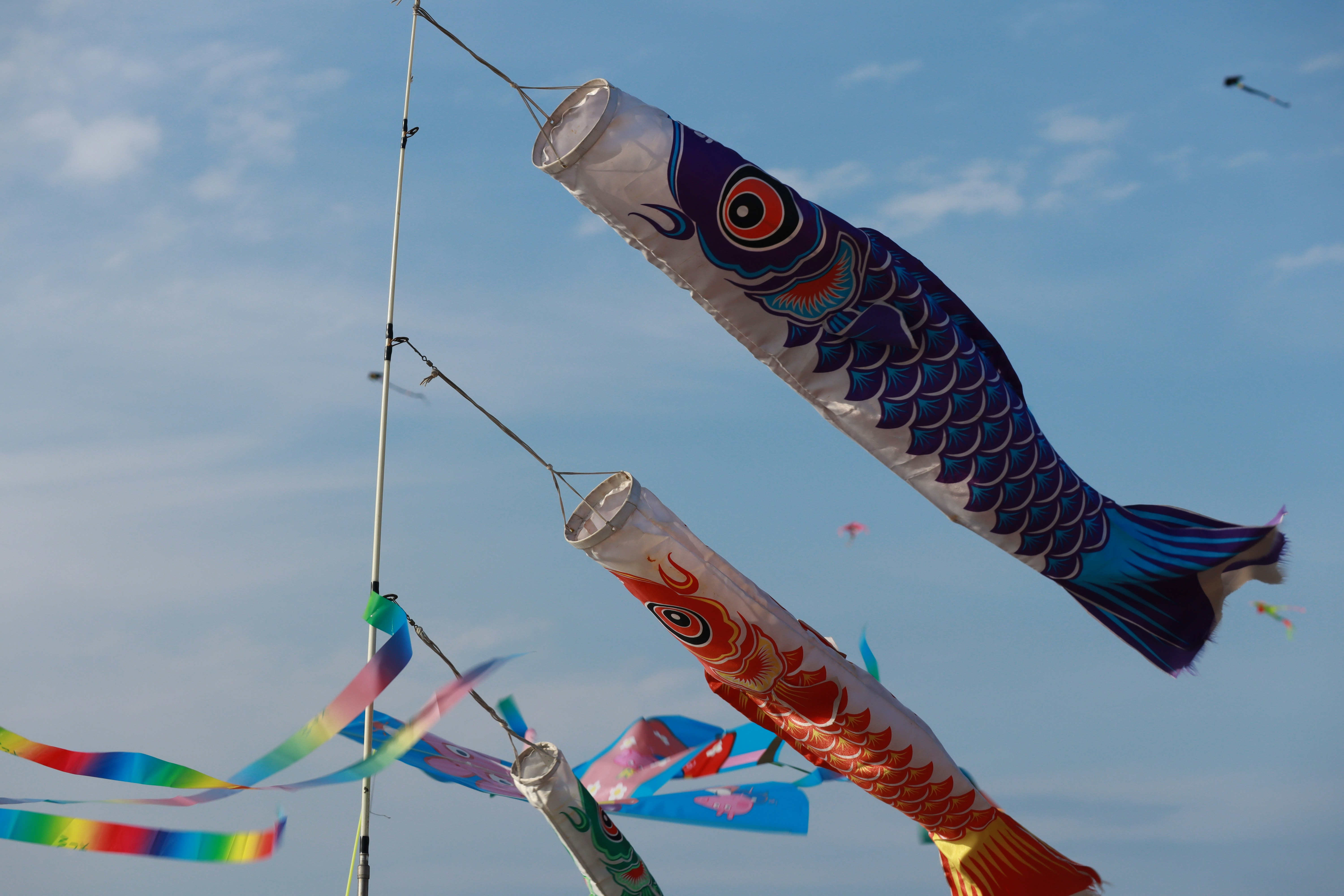 Blue Koi Kite Dominates the Sky Above a Swirl of Colorful Streamers