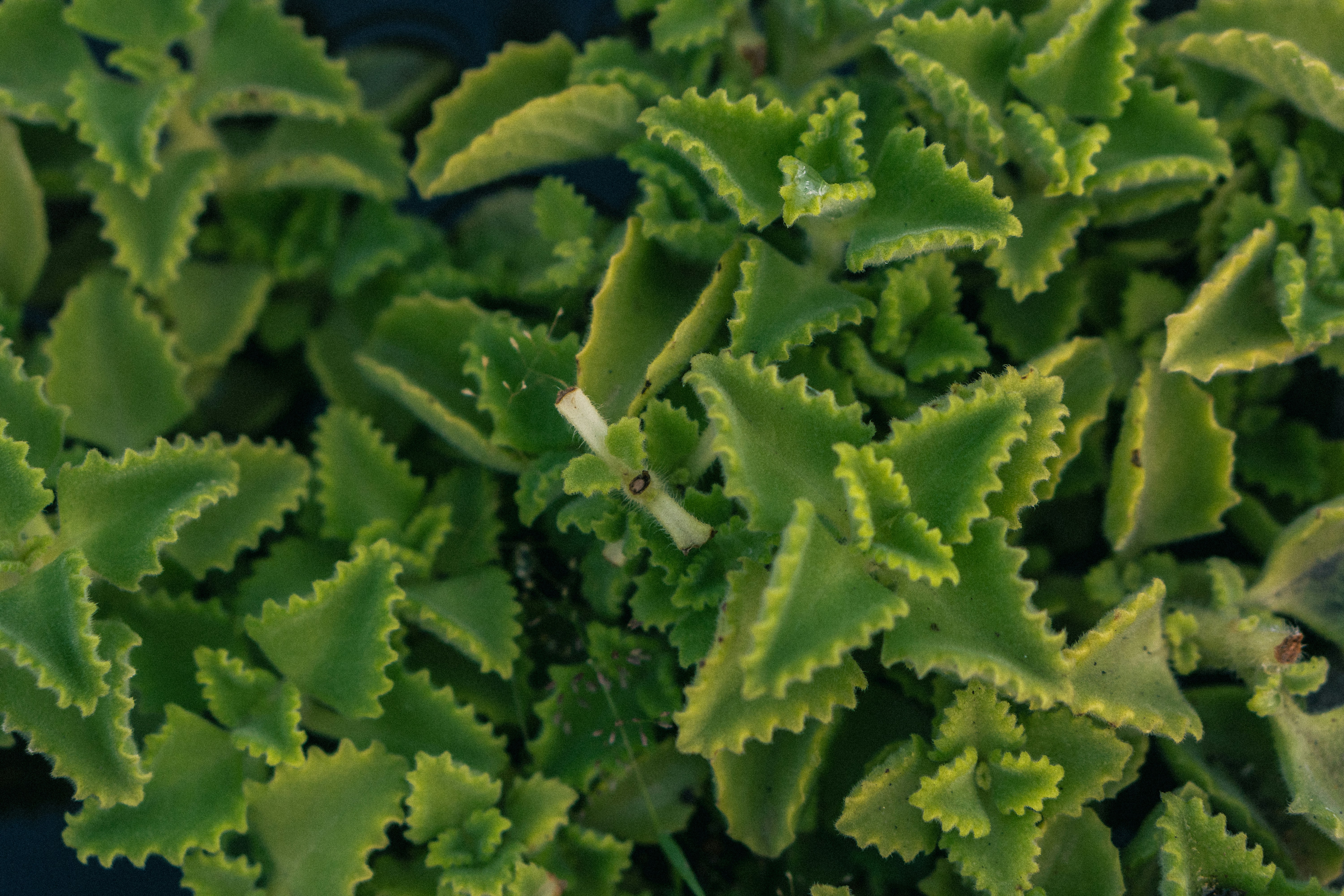 Tiny White Visitor on a Crown of Serrated Green Leaves