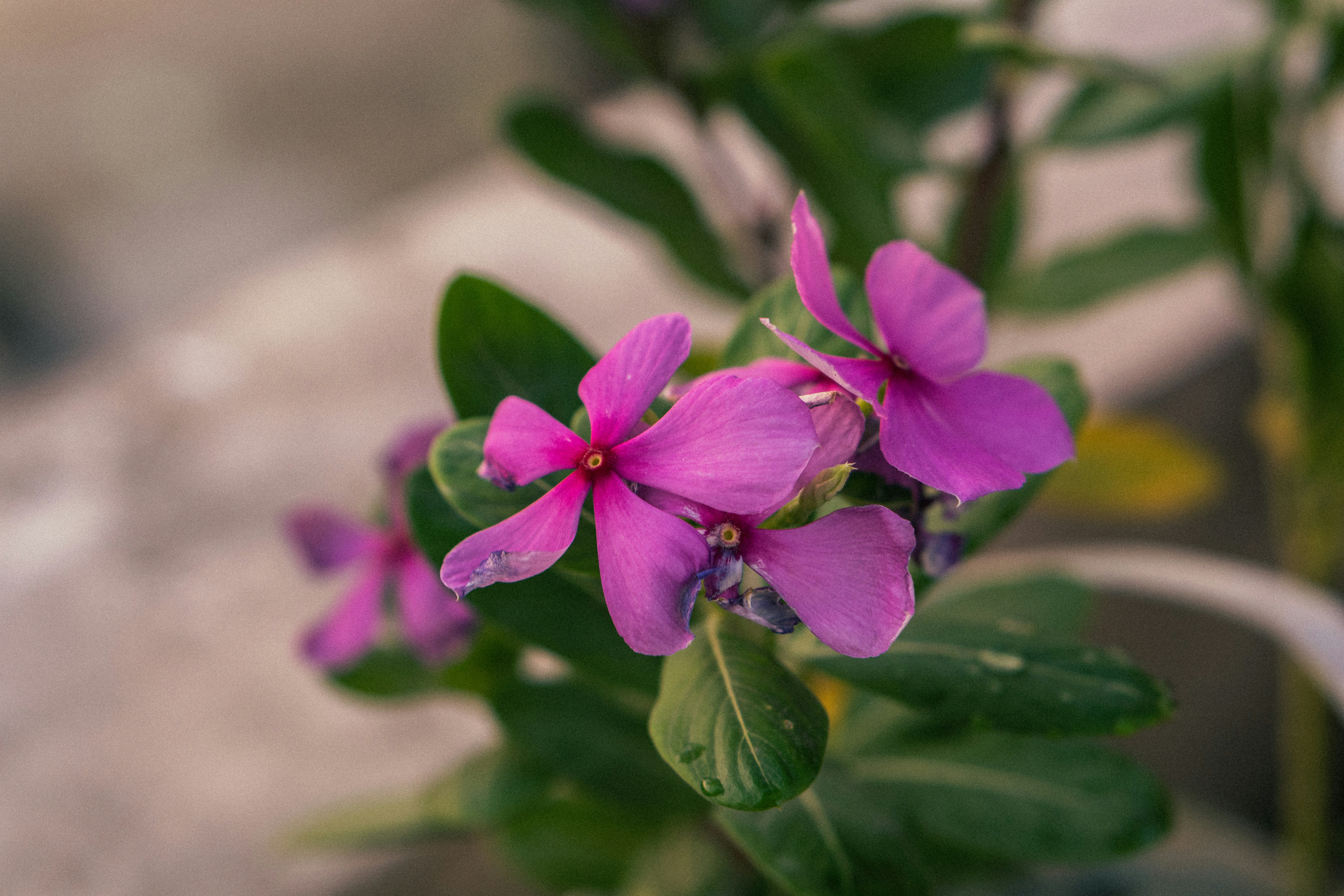 Whispering Magenta Petals in a Quiet Garden