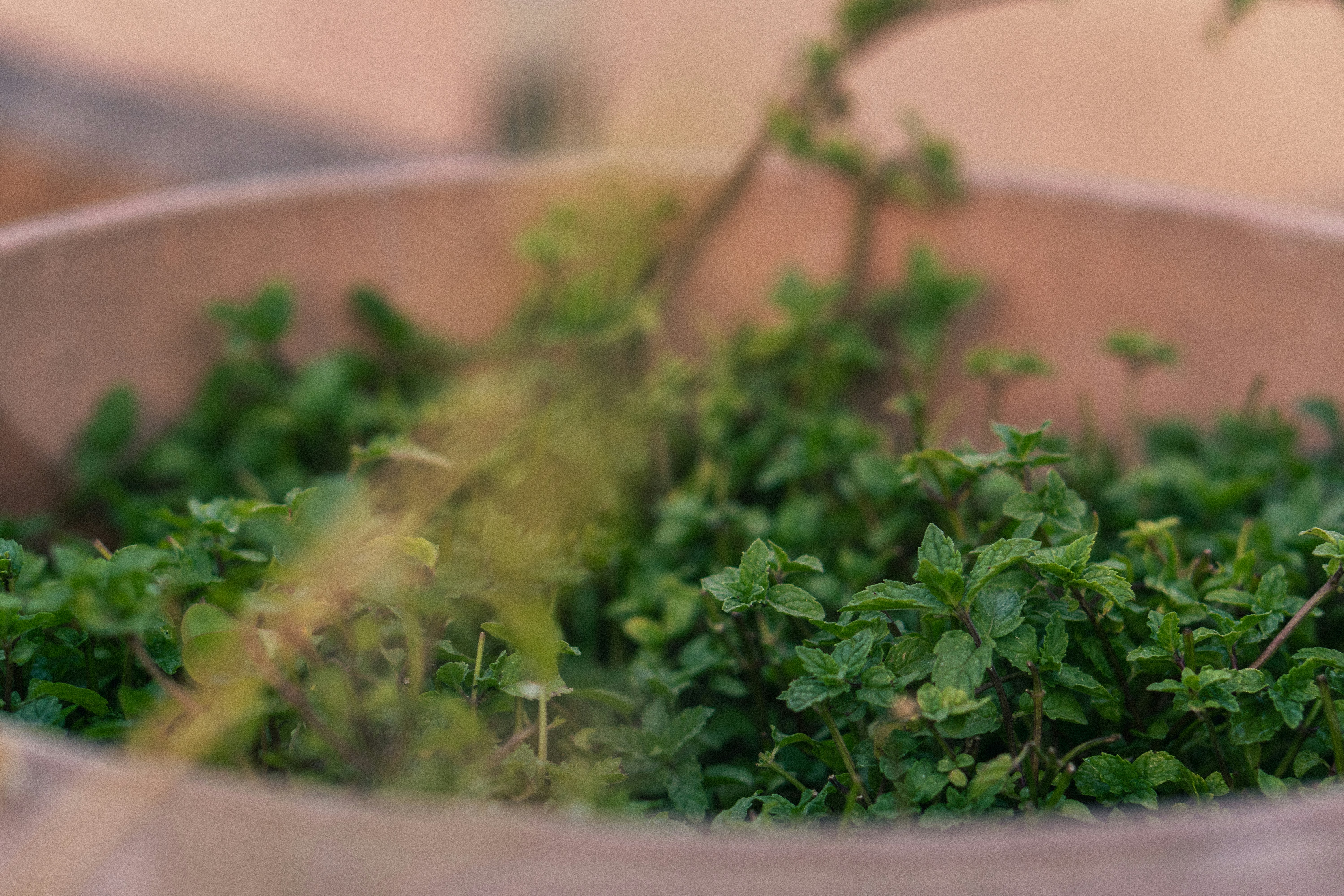 Terracotta Pot, Mint in Focus: a Close-Up of Fresh Greenery