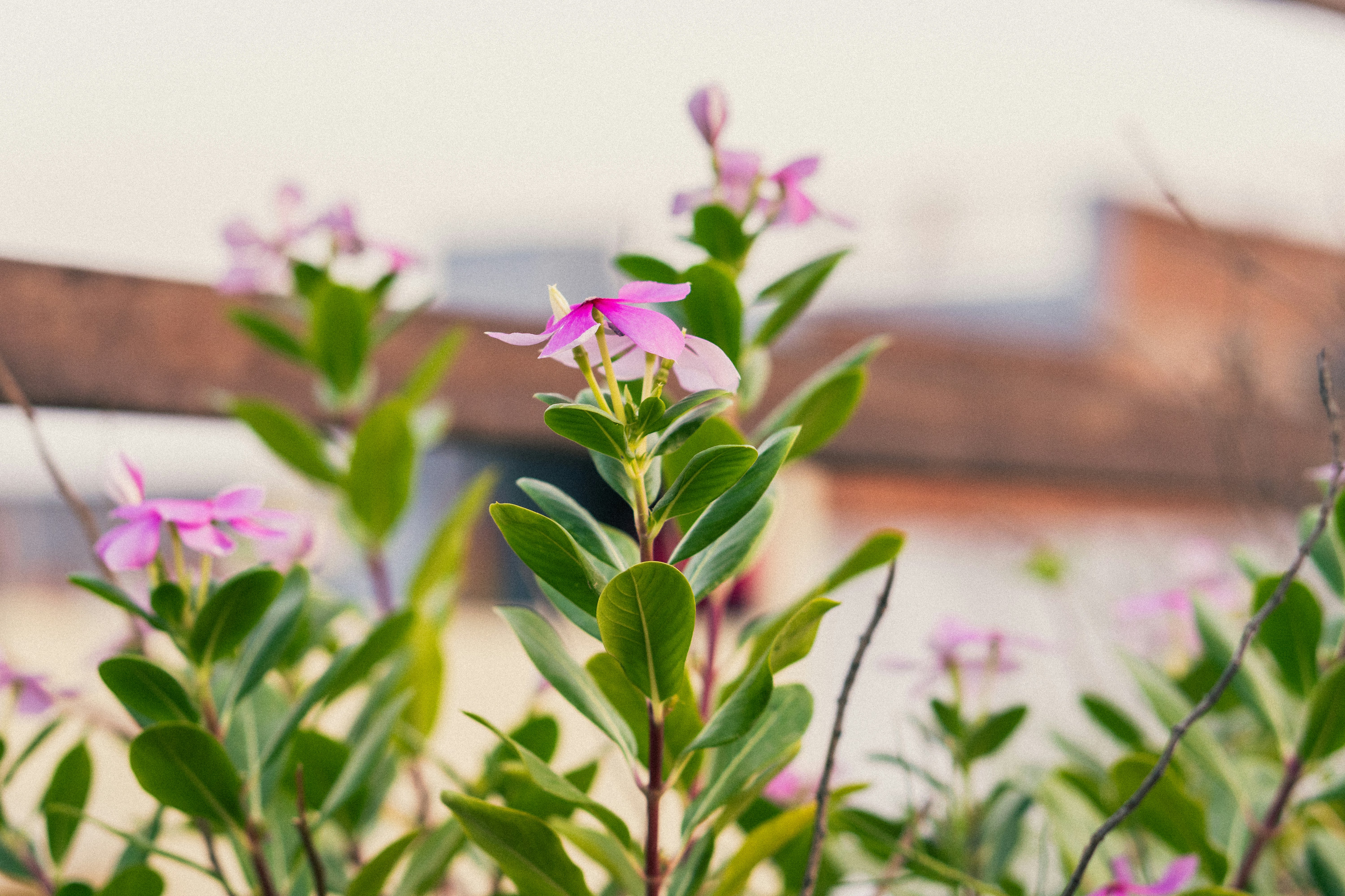 Pink-flushed blooms among glossy green leaves rise toward a soft rooftop backdrop