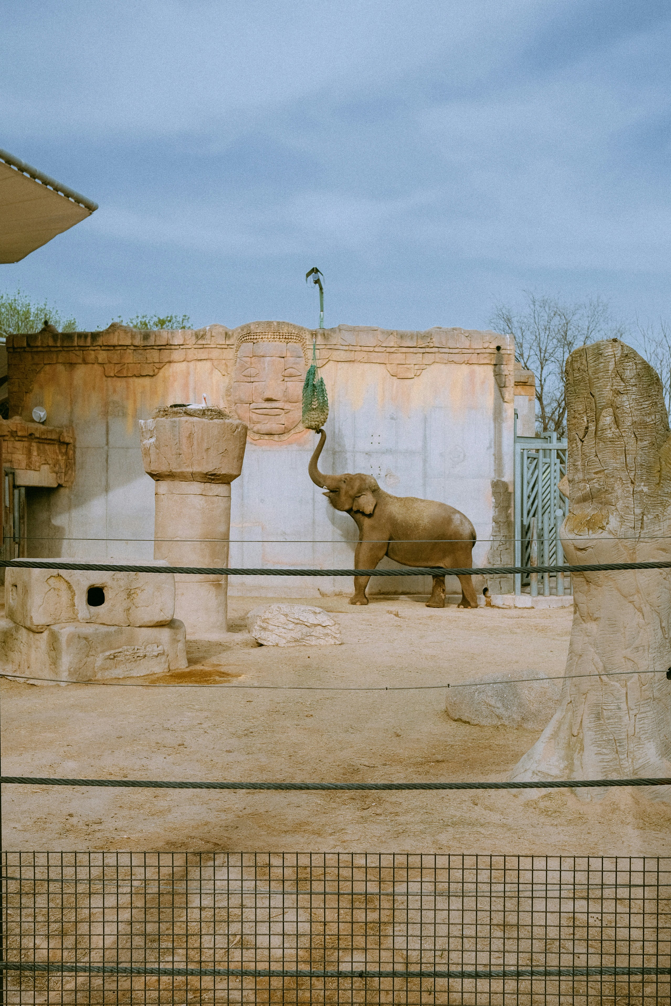 Solitary Elephant in a Weathered Zoo Yard Under a Clear Sky