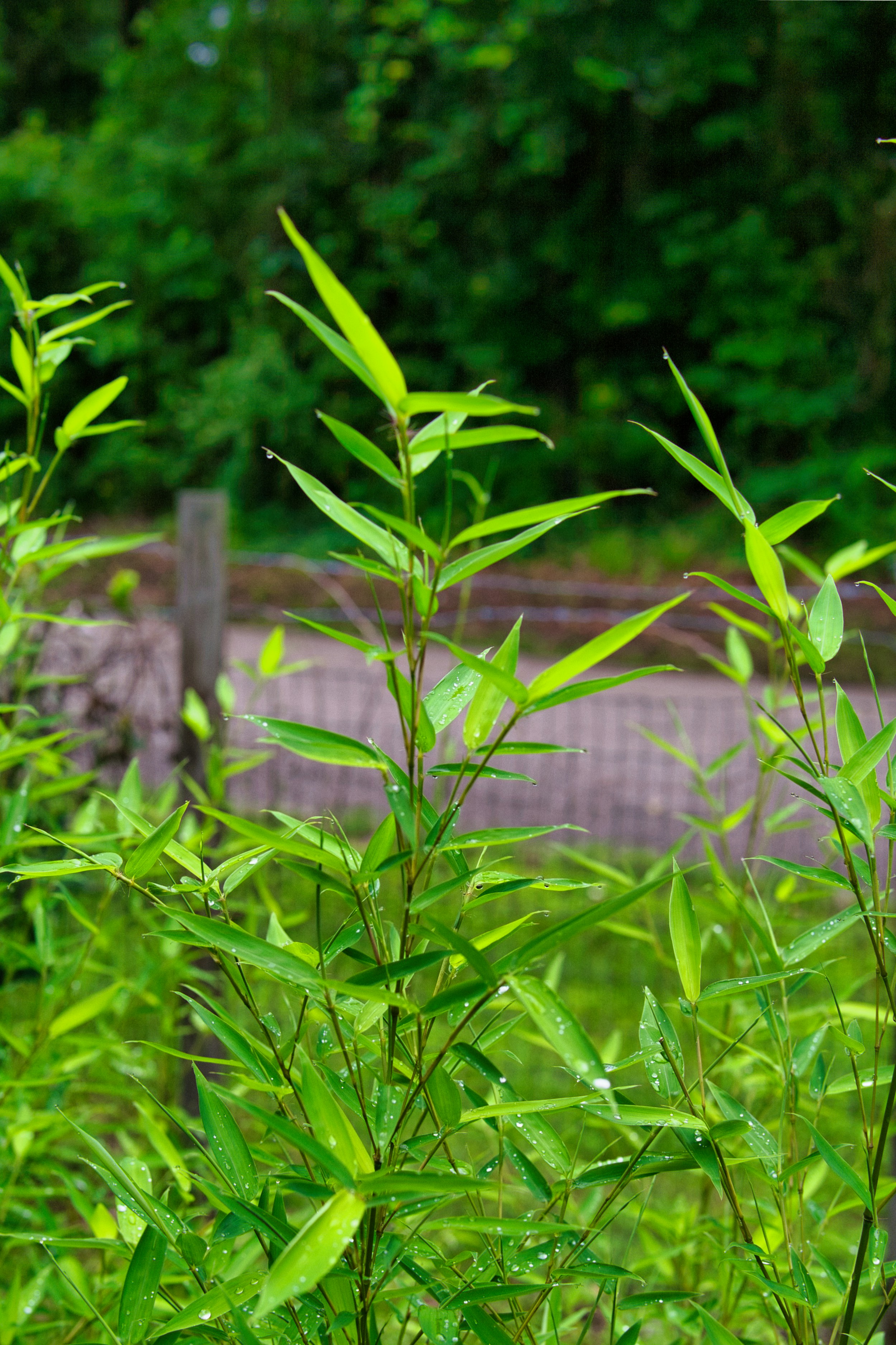 Emerald Sprouts in Focus: Bamboo-like Leaves Framing a Garden Fence