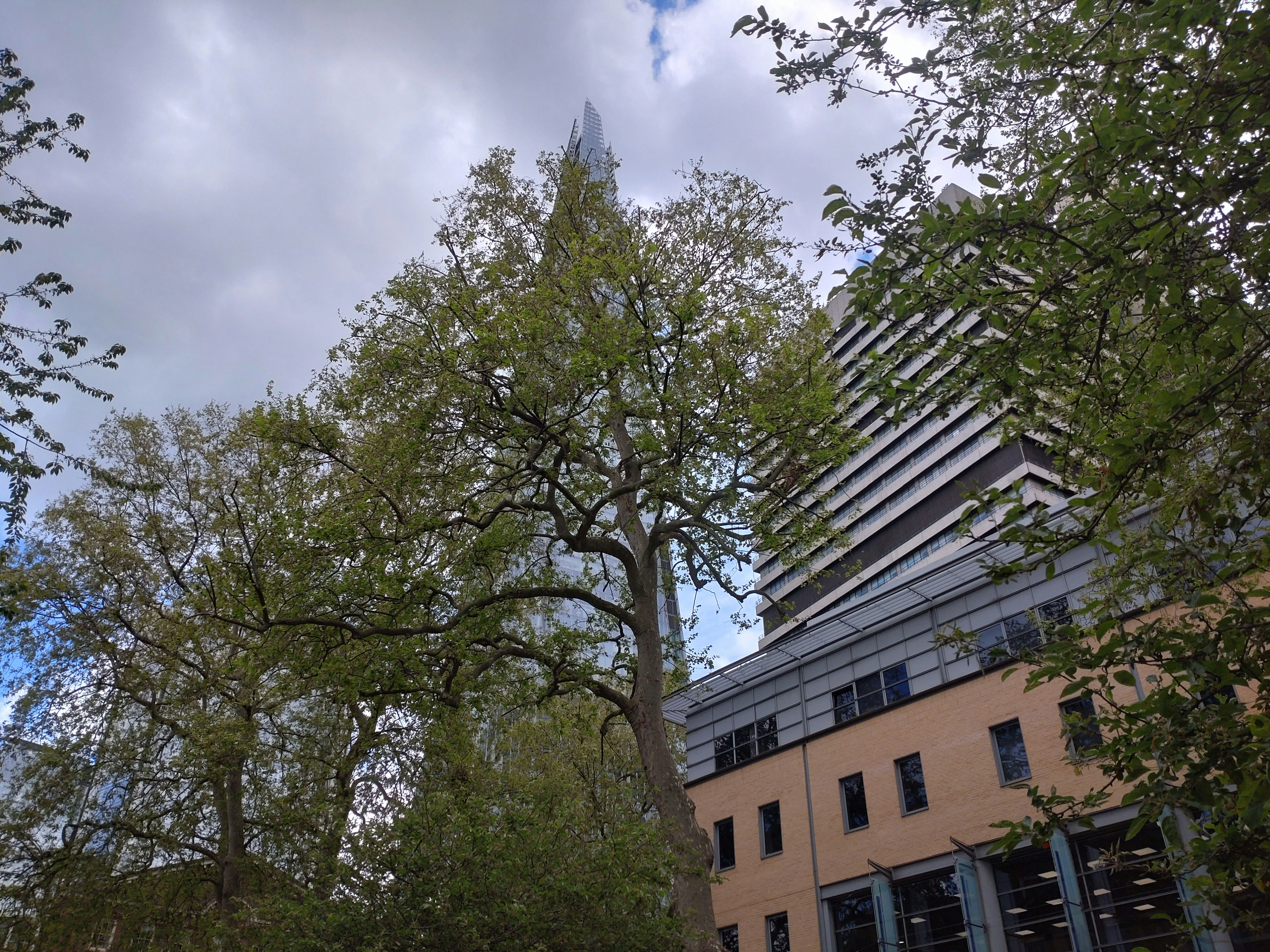 Cityscape with a tall modern building framed by leafy trees; a contrast between natural greenery and glass/brick architecture. A hint of blue sky peeks through clouds.