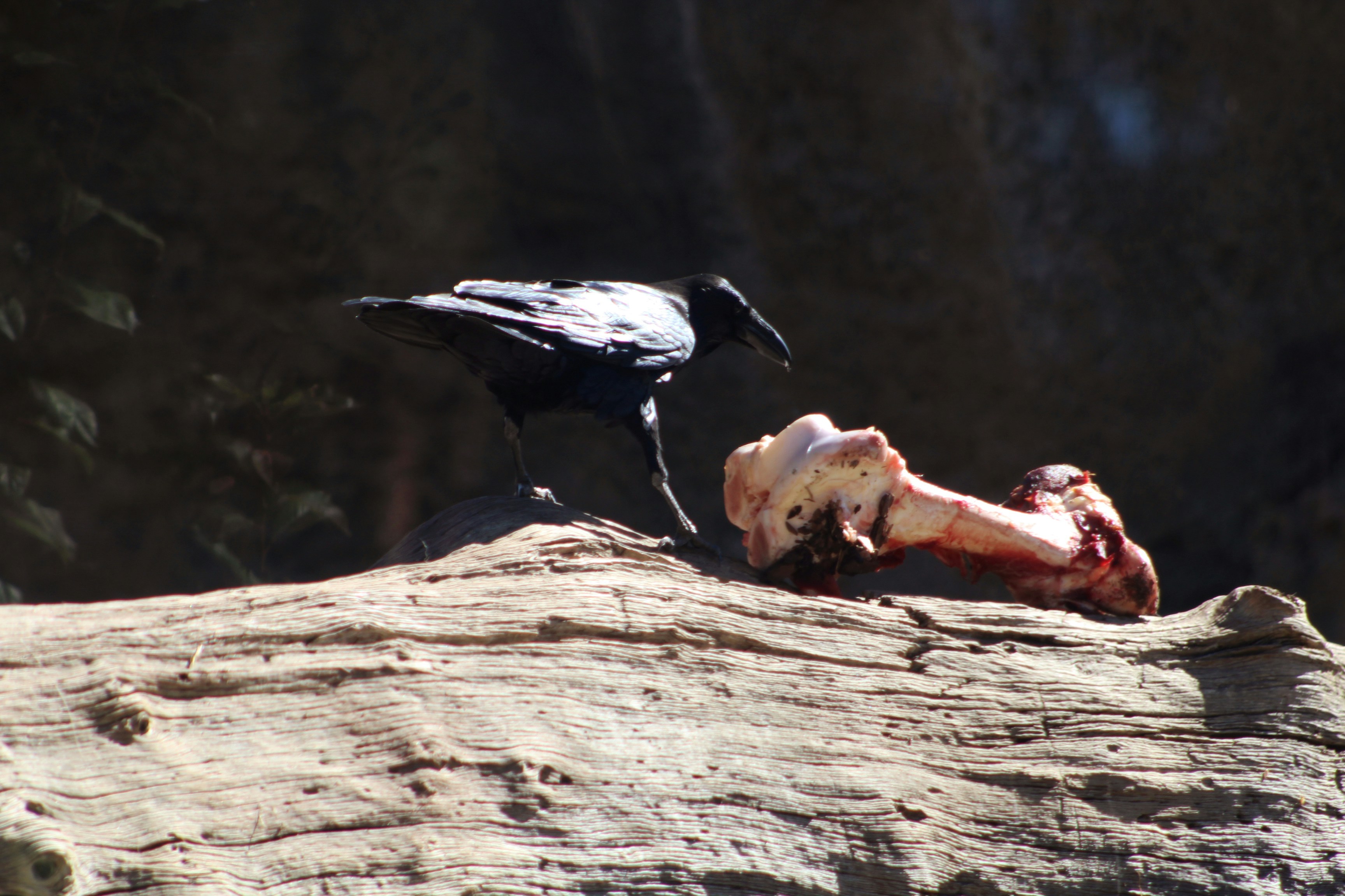 A black bird eating a piece of food on top of a tree trunk photo – Free ...