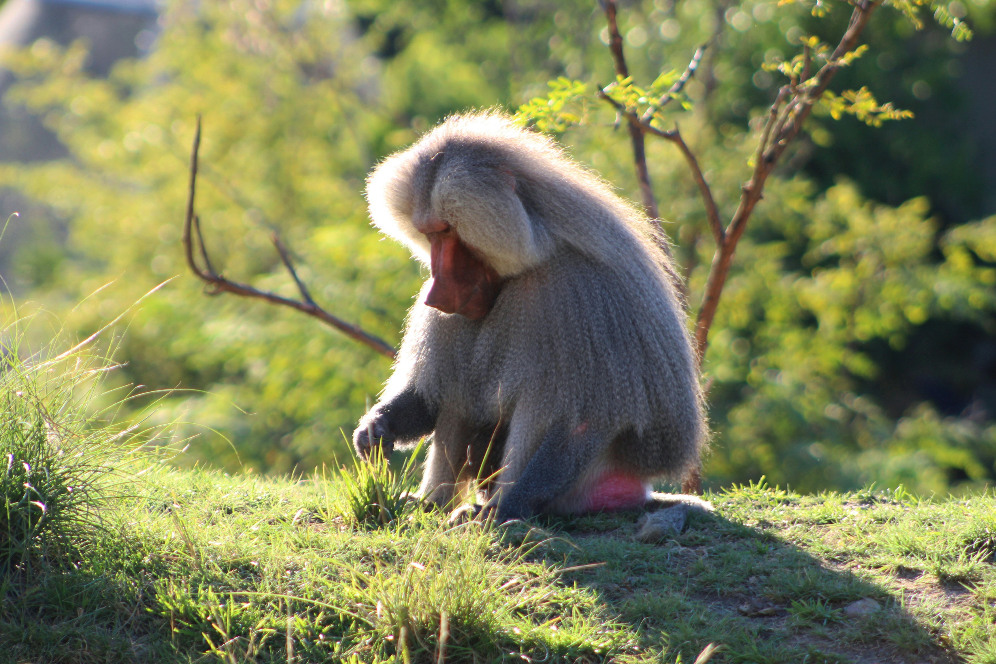 Sunlit Solitude: a macaque in the morning grass