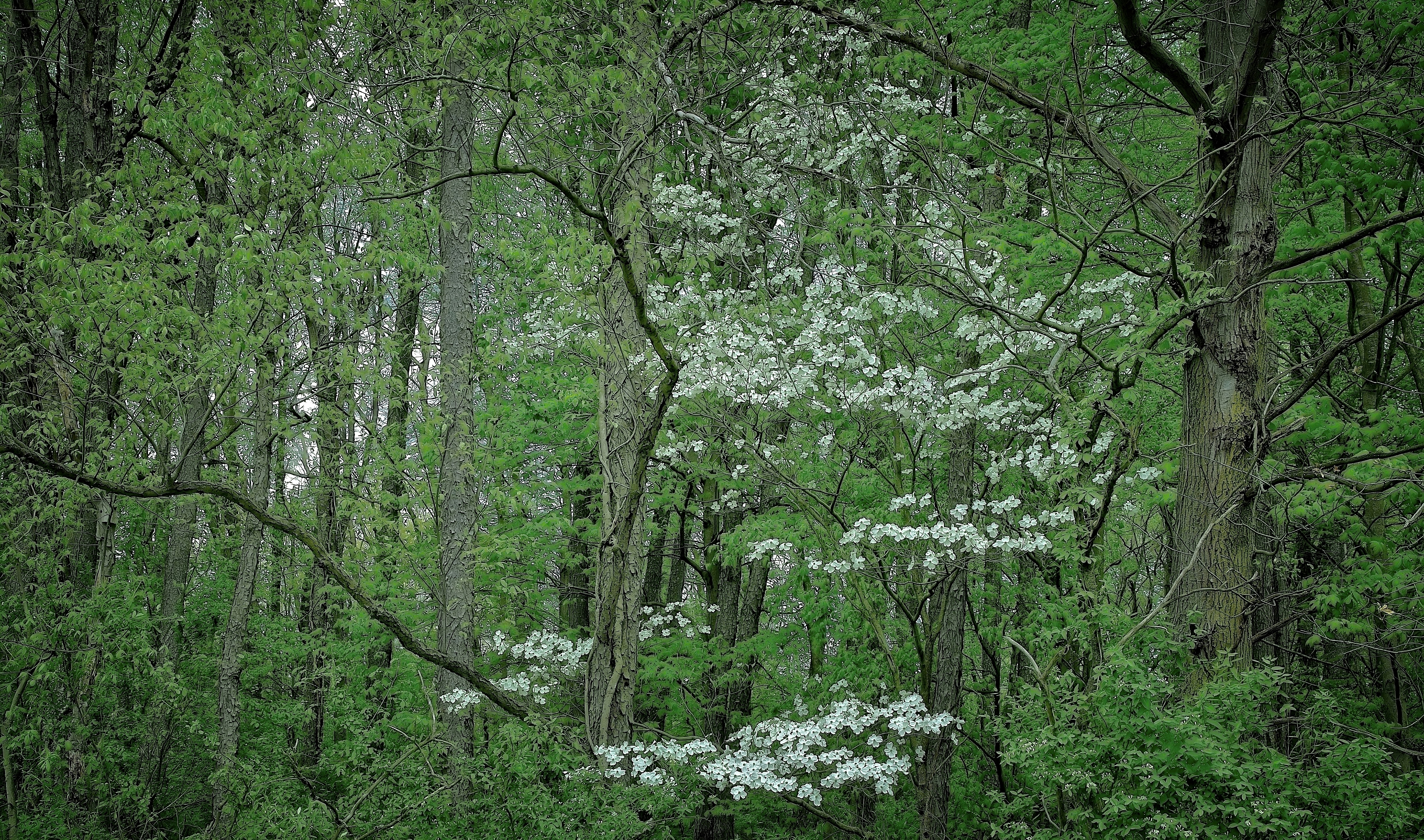 White Blossoms Threading the Green Corridor in Spring