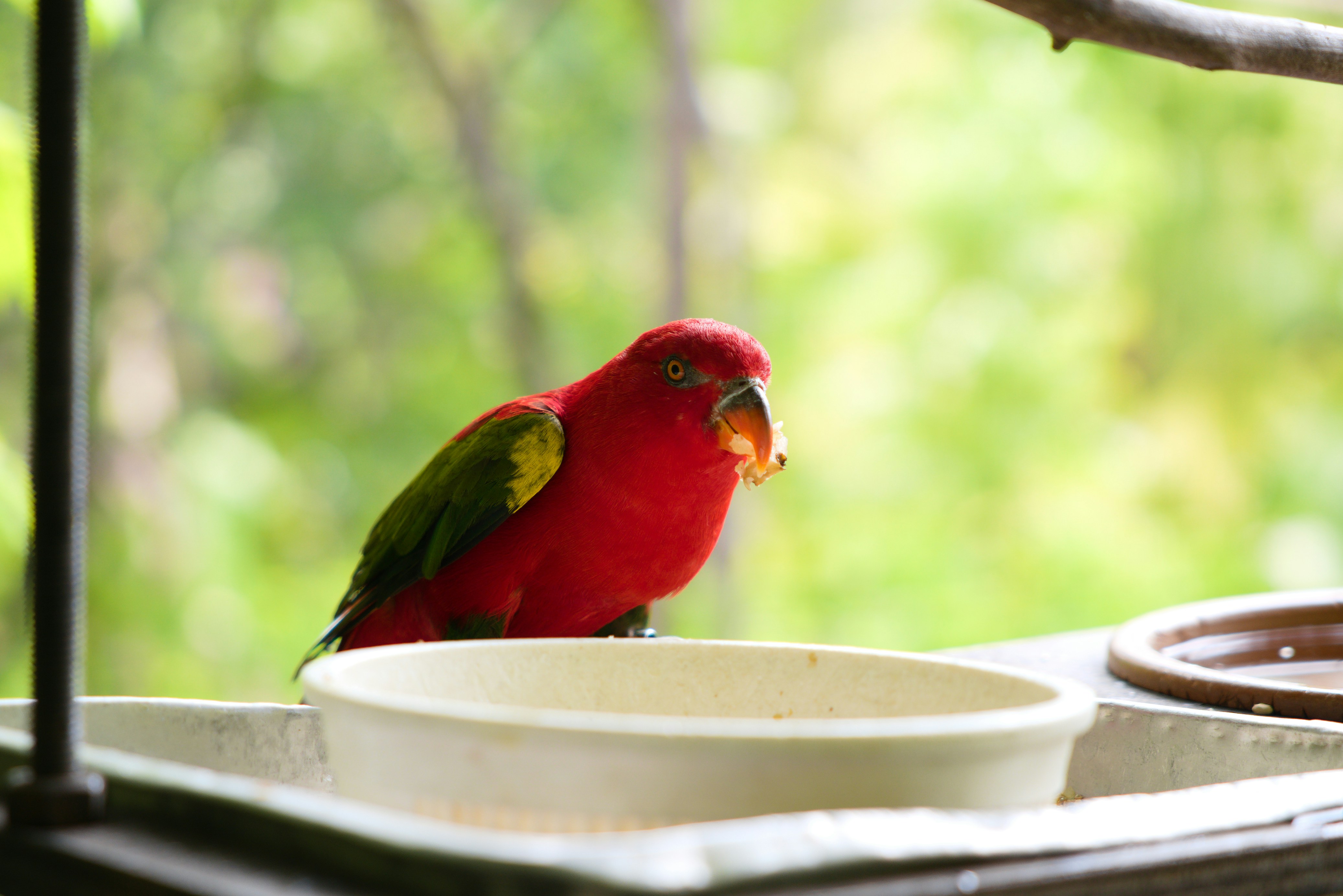 Crimson Parrot at the Feeder: A Burst of Color Beneath Spring Green