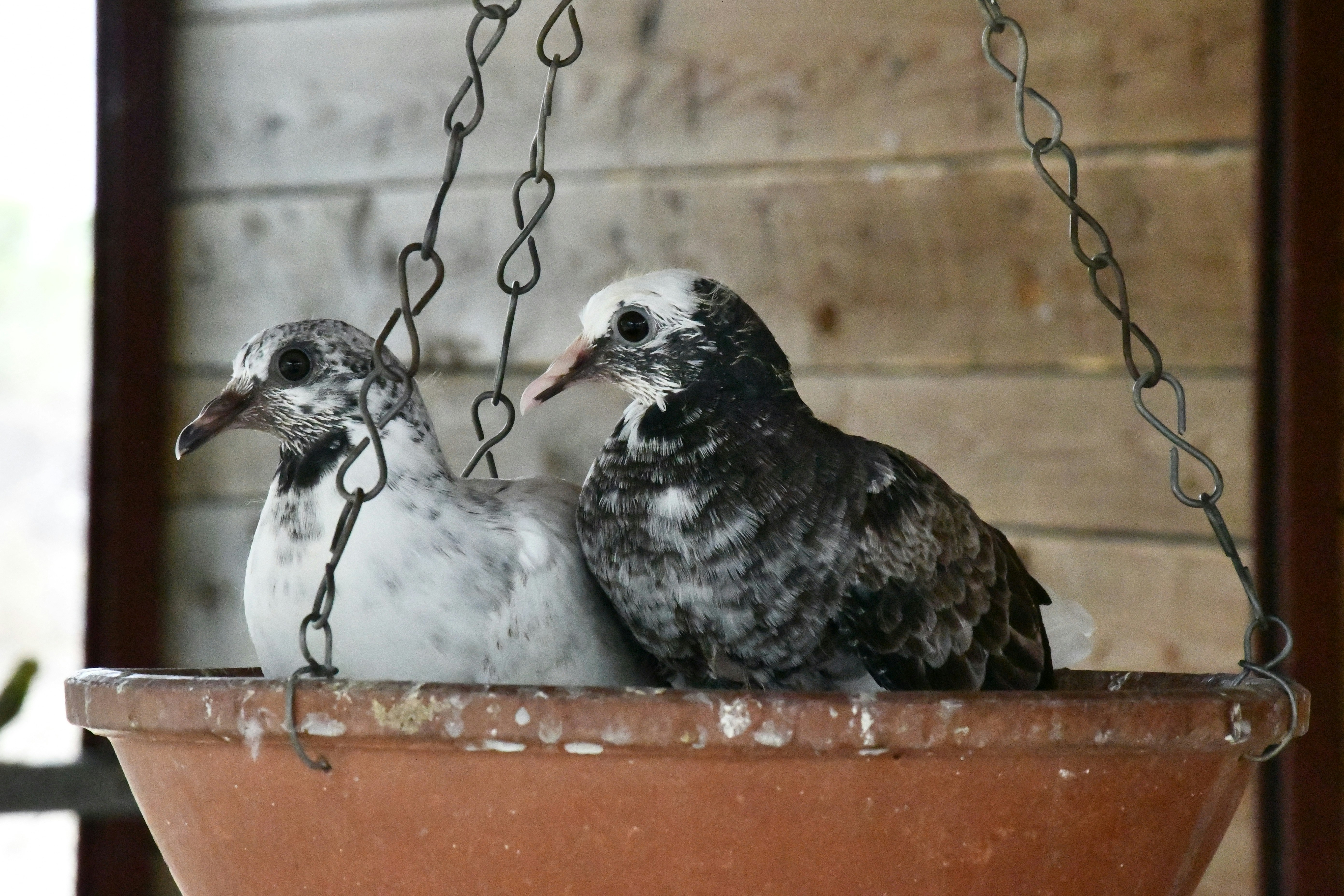 Two pigeons resting side by side in a hanging planter