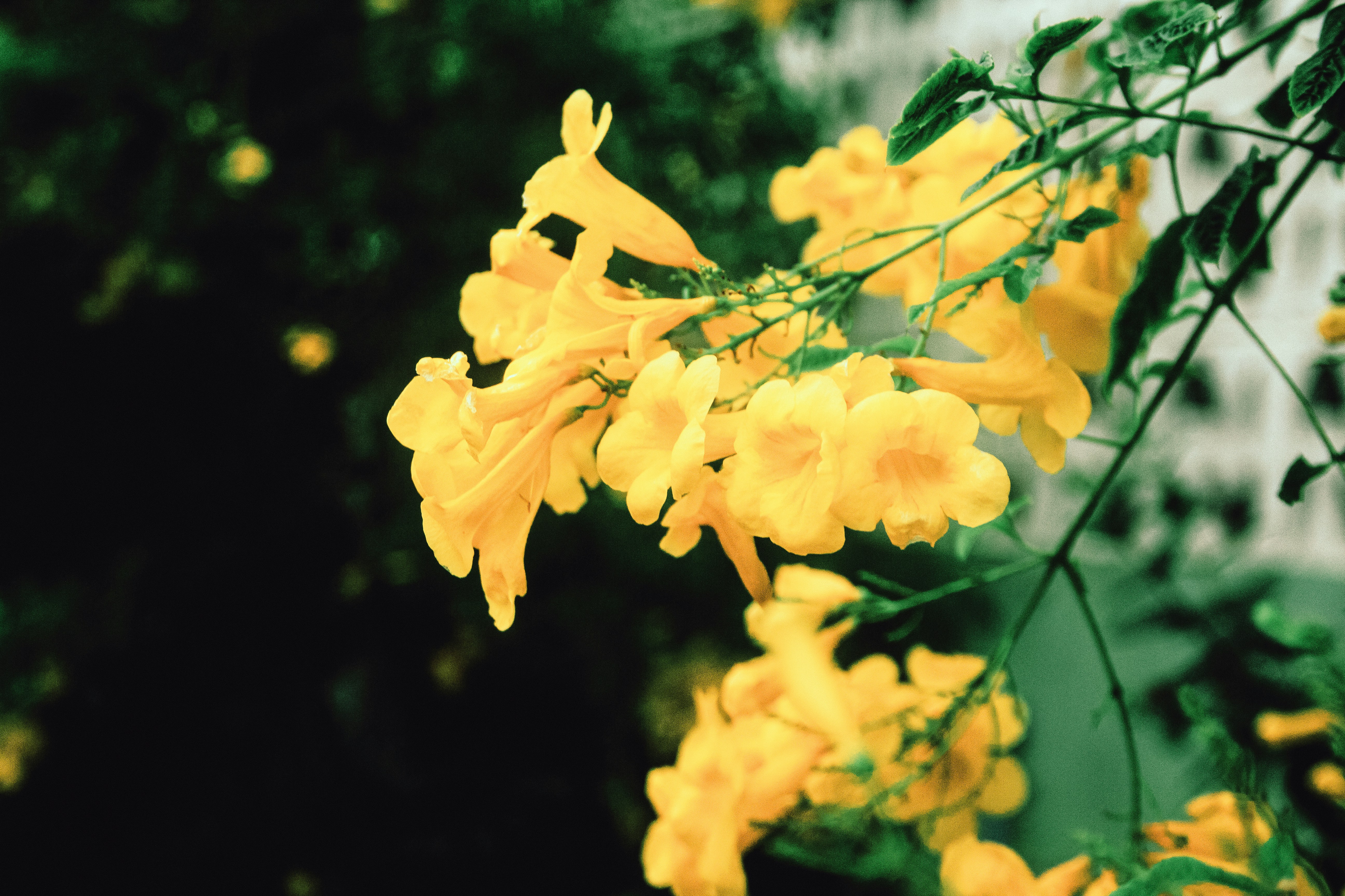 Mustard Color Pictures | Download Free Images on Unsplash