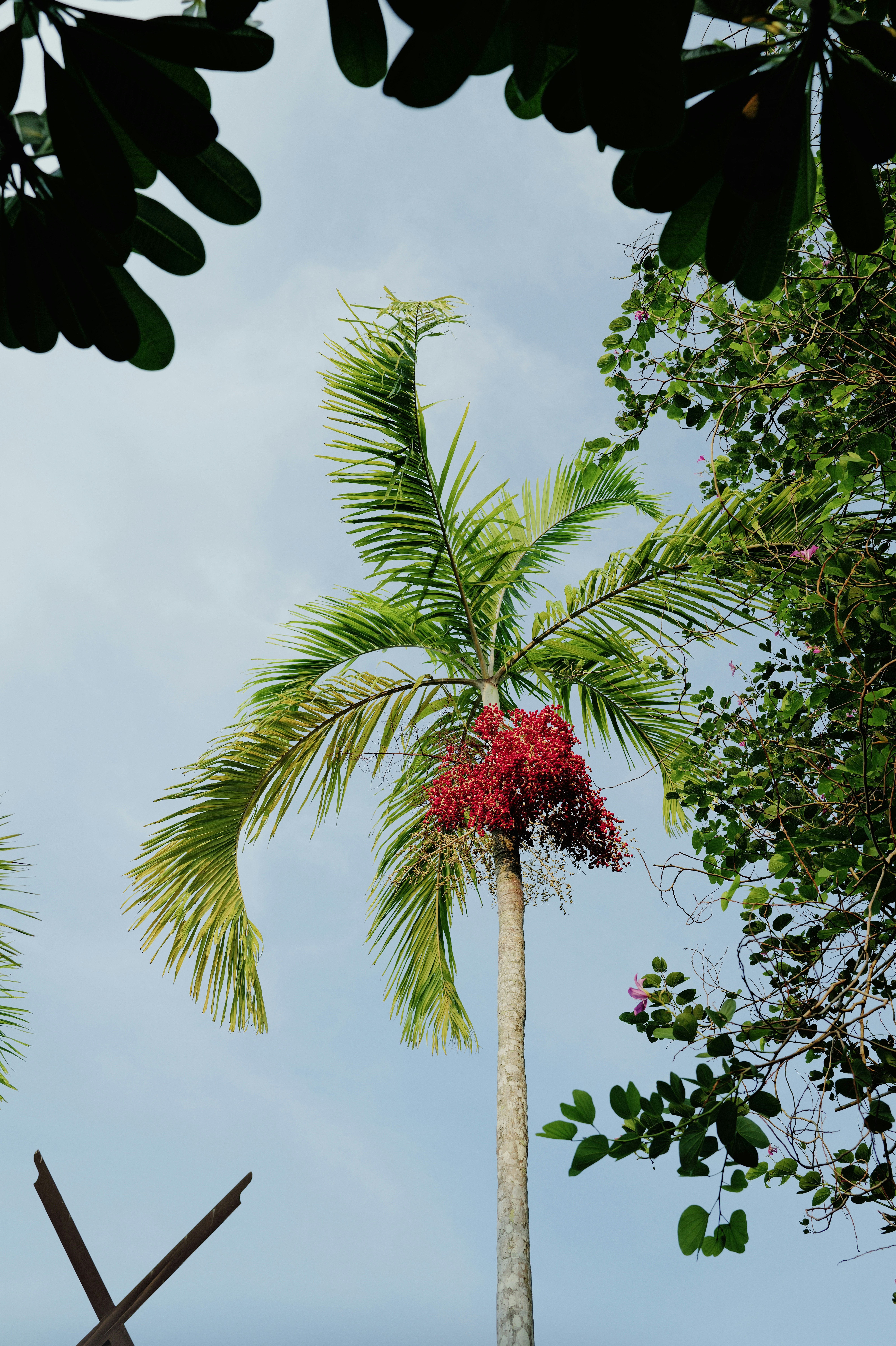 Crimson Crown on a Tropical Palm Against a Clear Sky