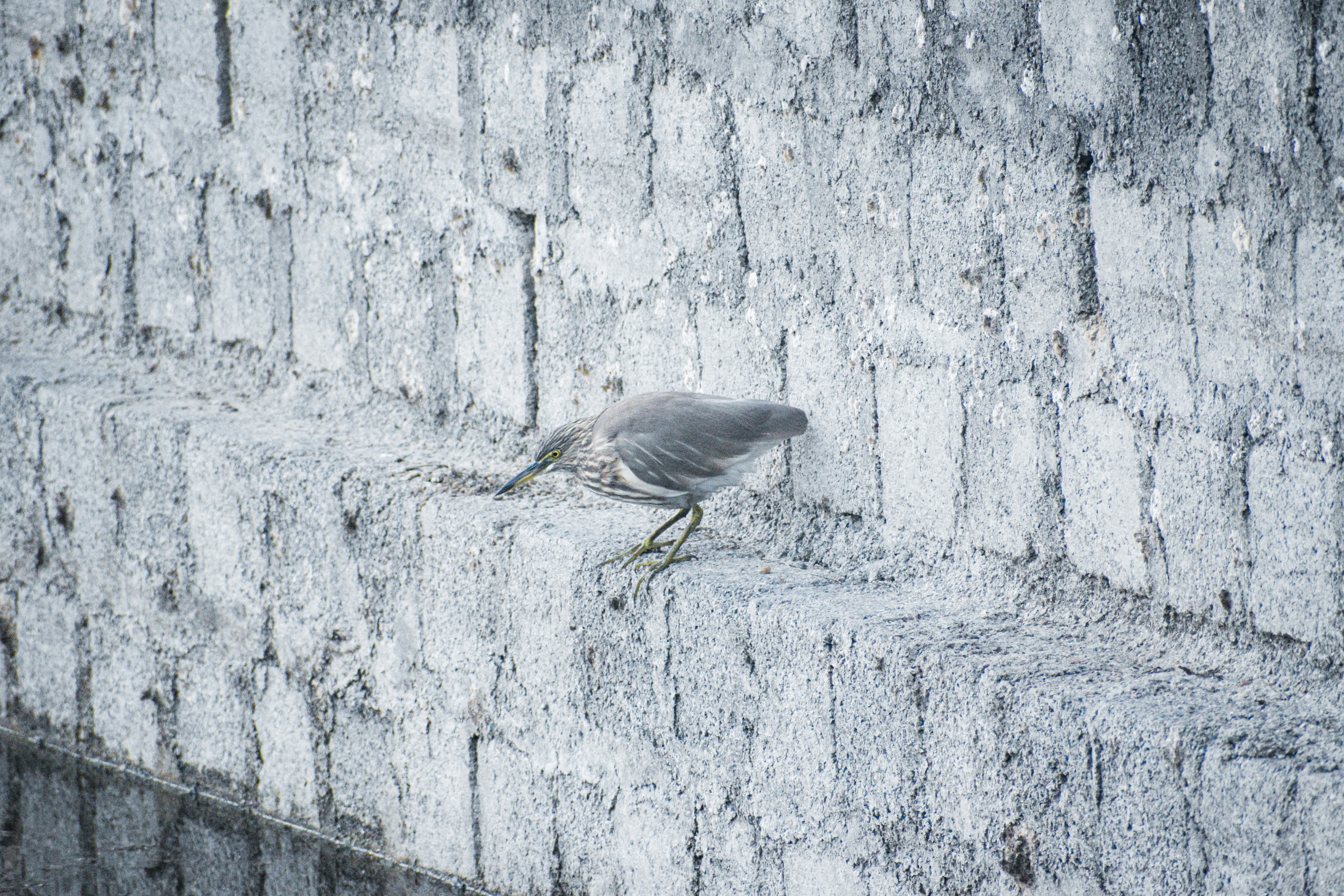 Grey Heron on a Weathered Wall: A Moment of Balance