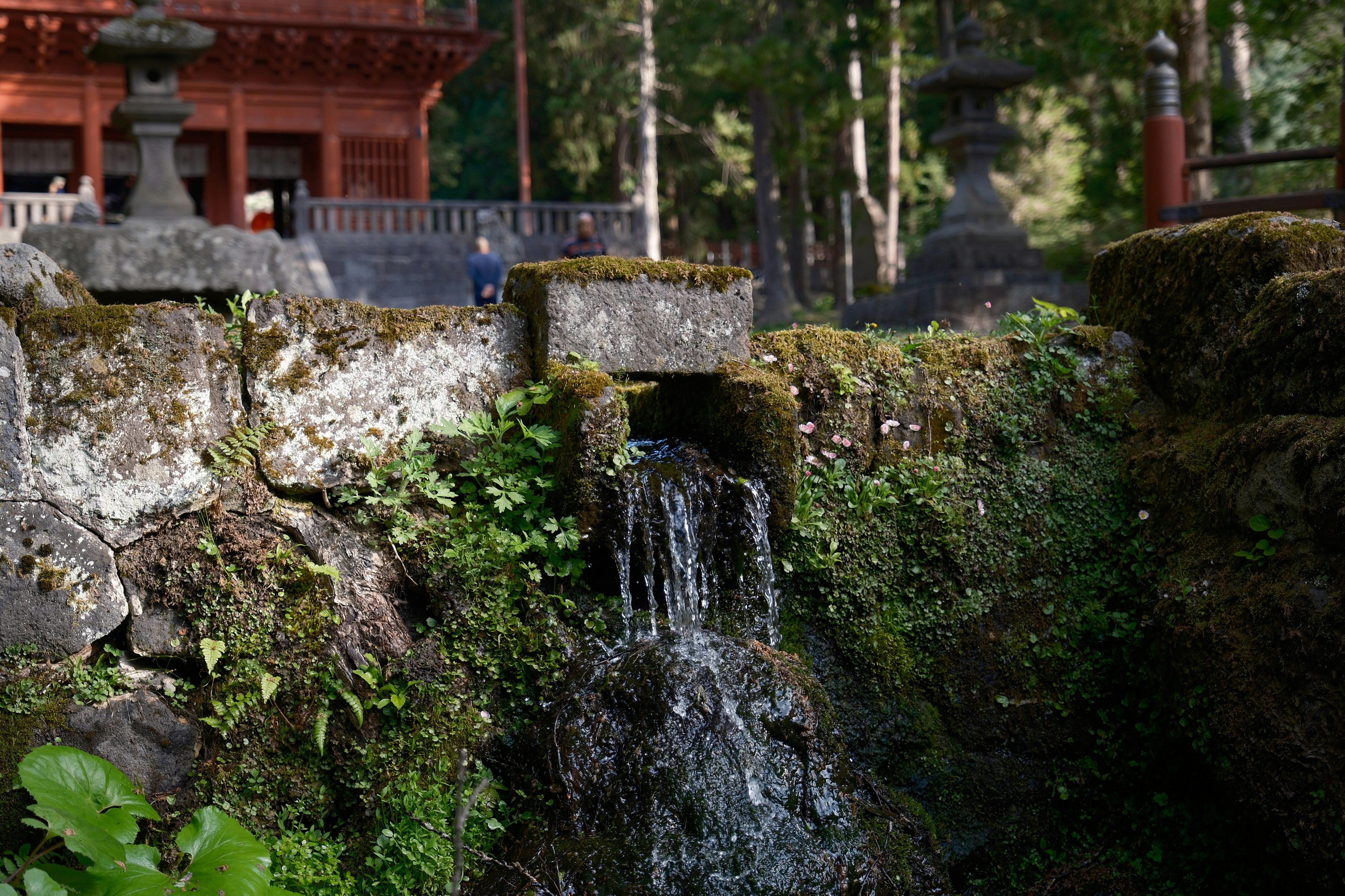 Moss-Cloaked Cascade Framing a Red-Timber Shrine