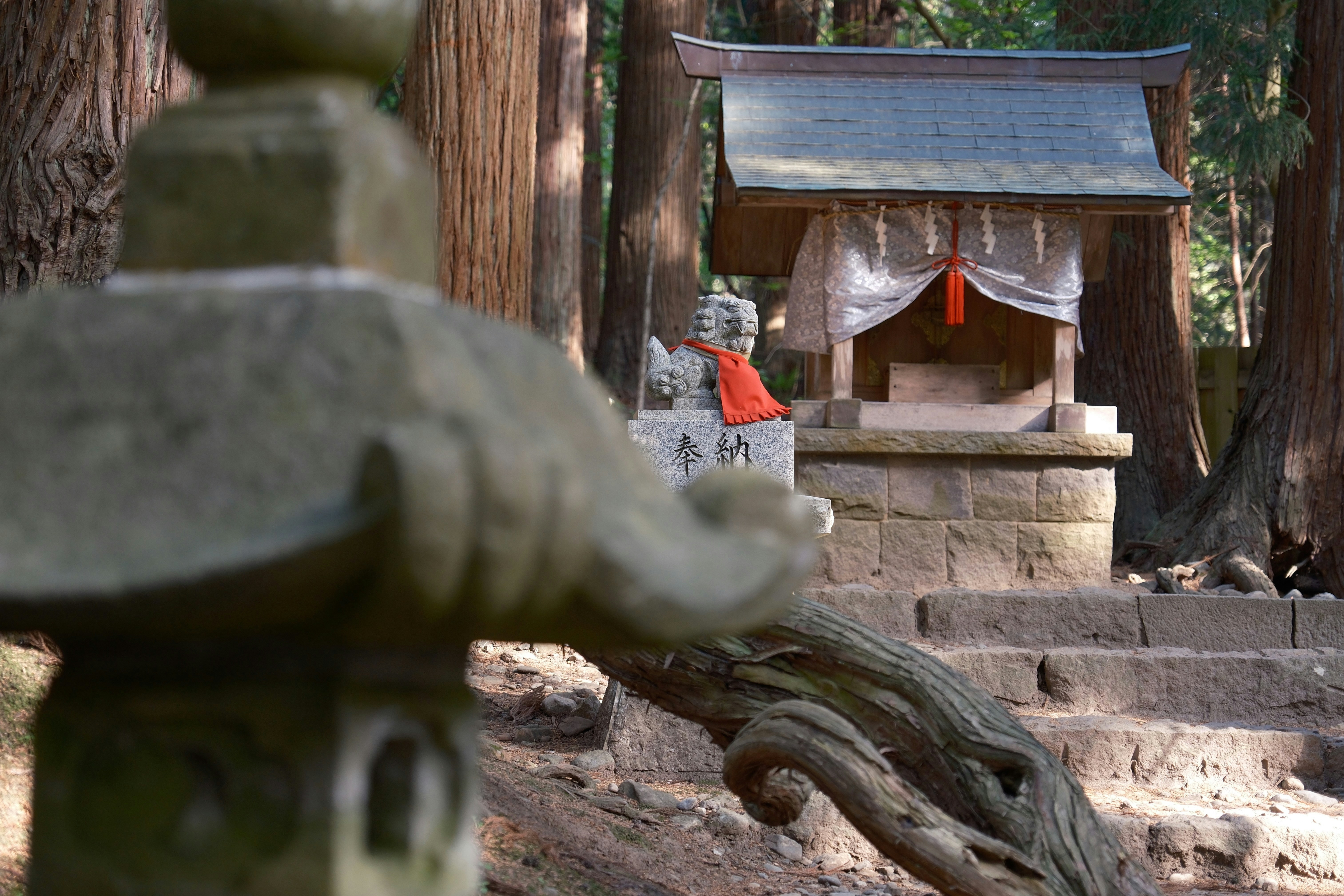 Tiny Shinto Shrine Nestled Among Ancient Pines