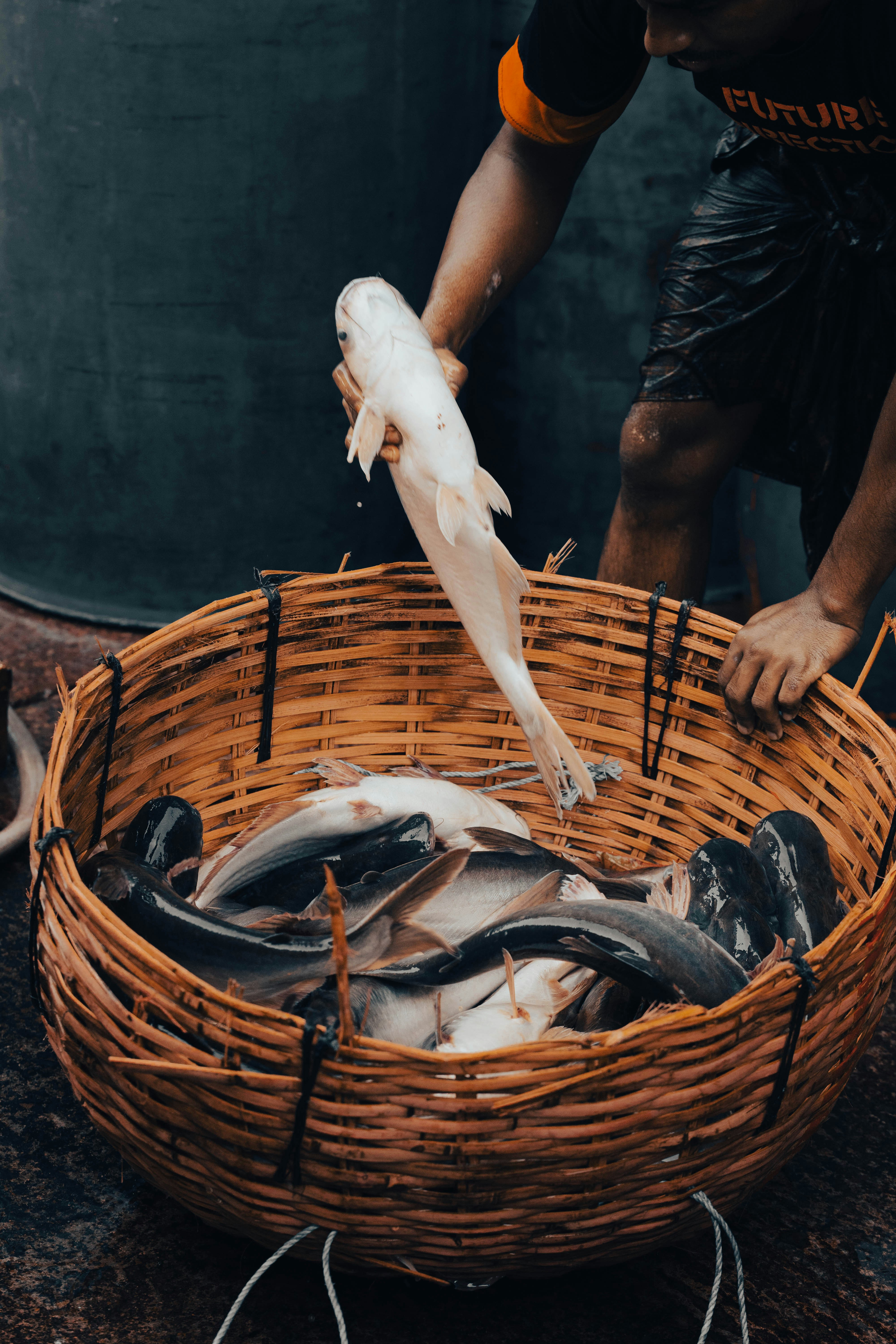 Fresh Catch Lift: White Fish Hovering Over a Wicker Basket