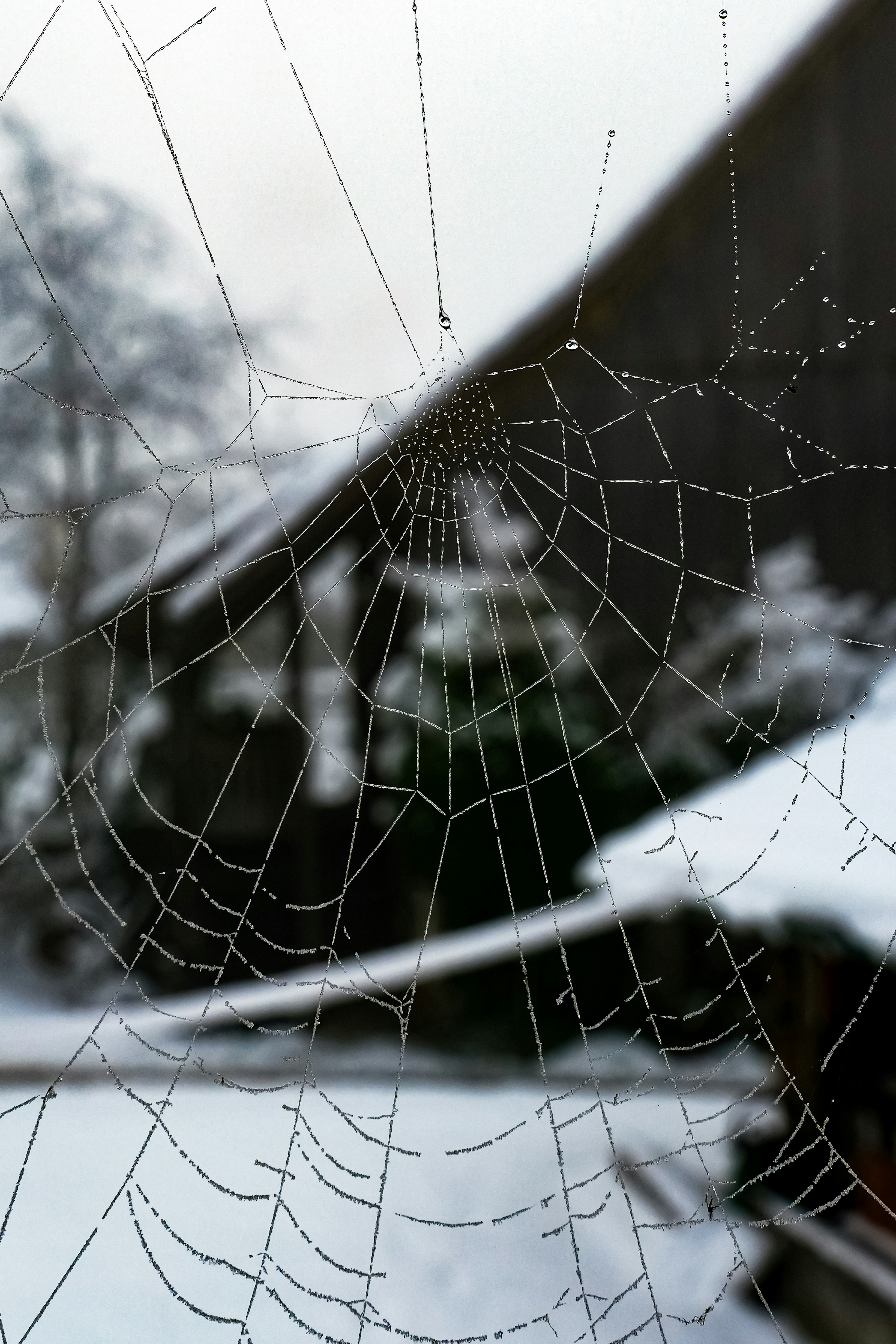 Dew-kissed Spider Web Framing a Snowy Scene