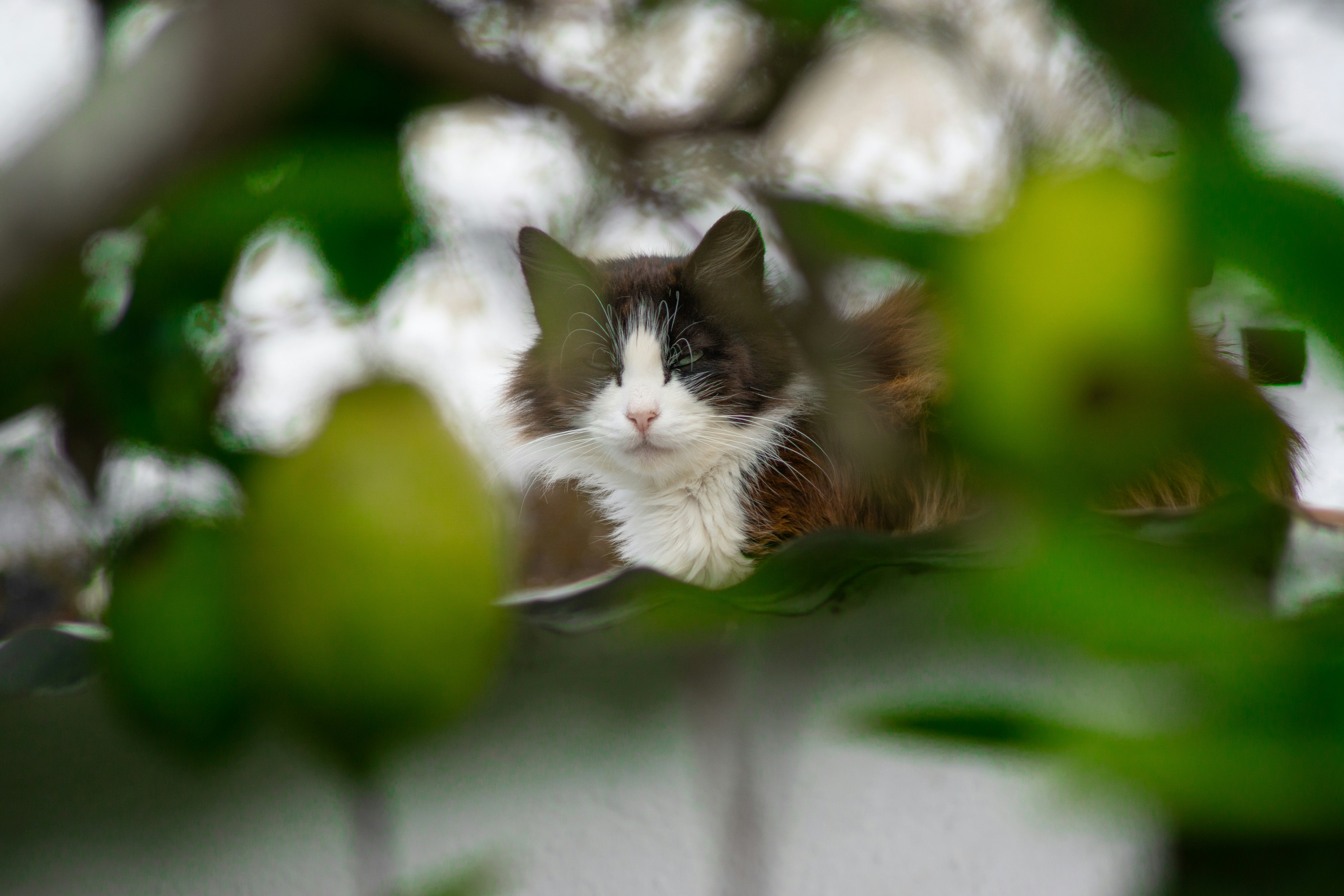 Whiskers Through the Citrus Fronds: a Quiet Peek