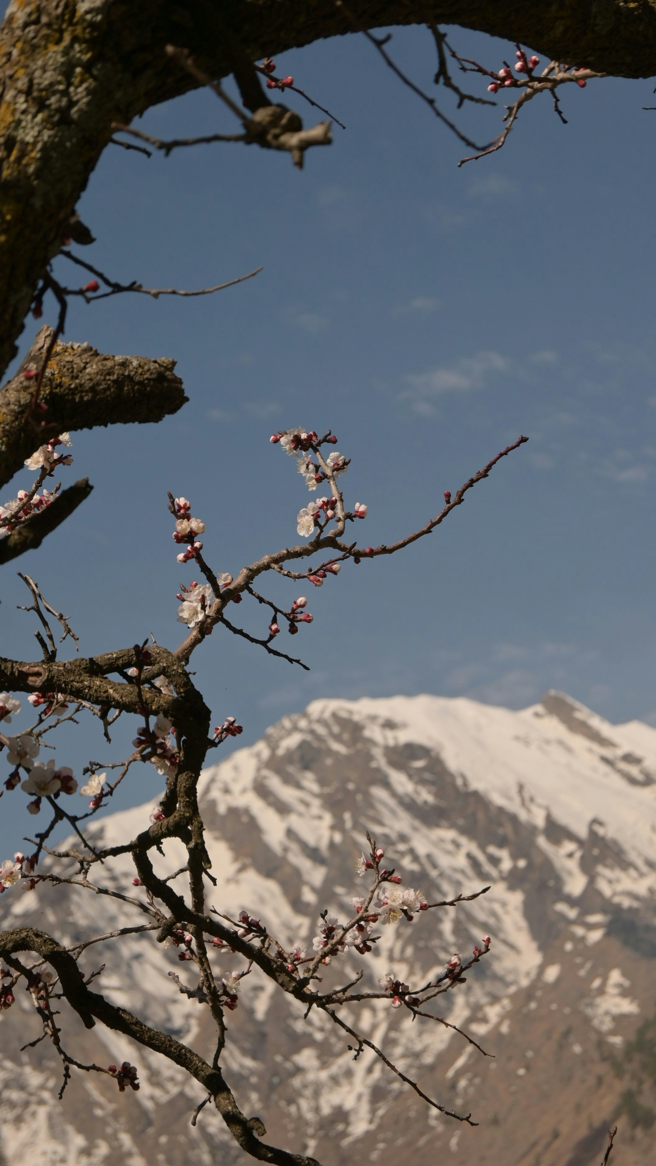 Blossoms Framing a Majestic Peak