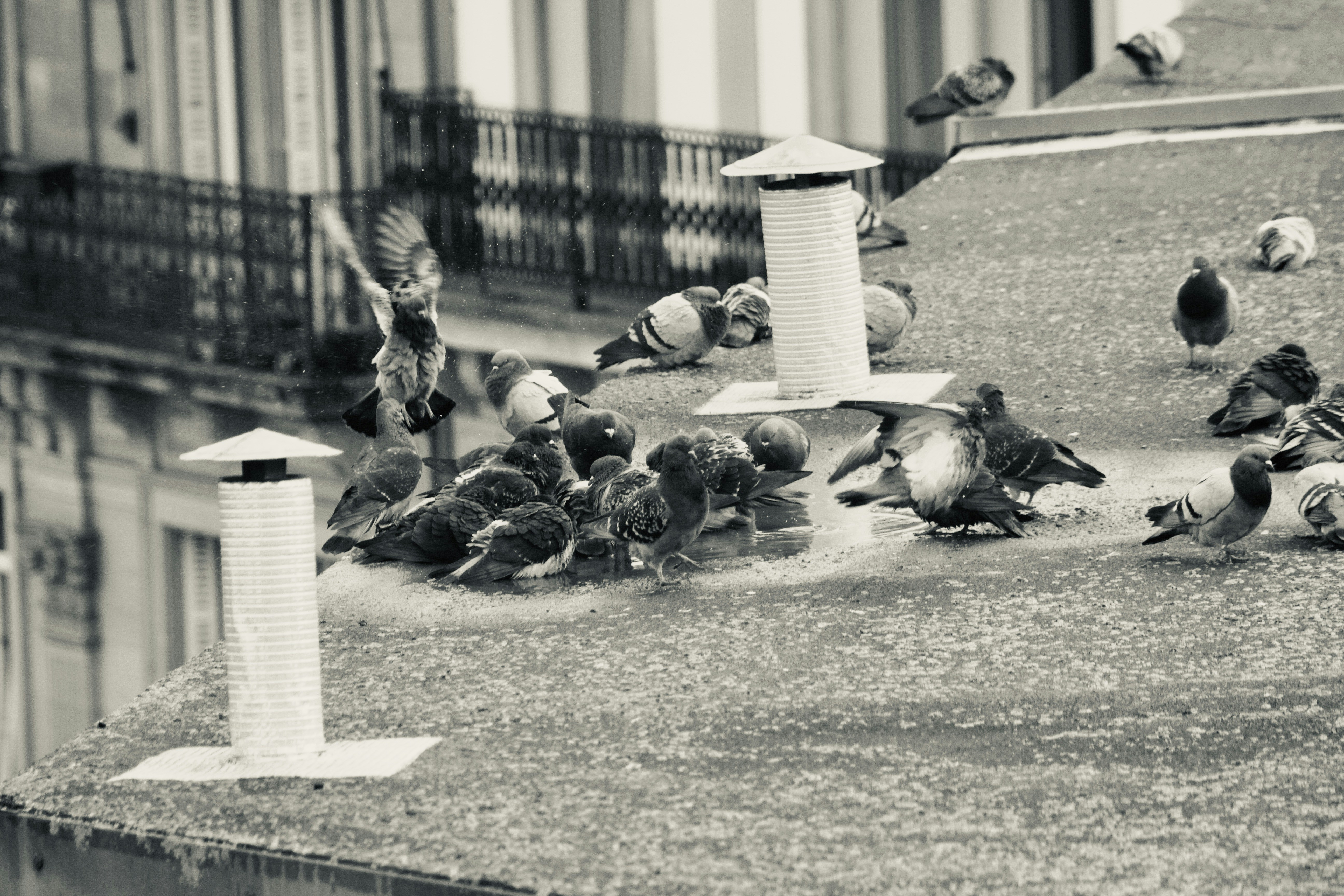 A flock of birds sitting on top of a roof photo – Free Grey Image on ...