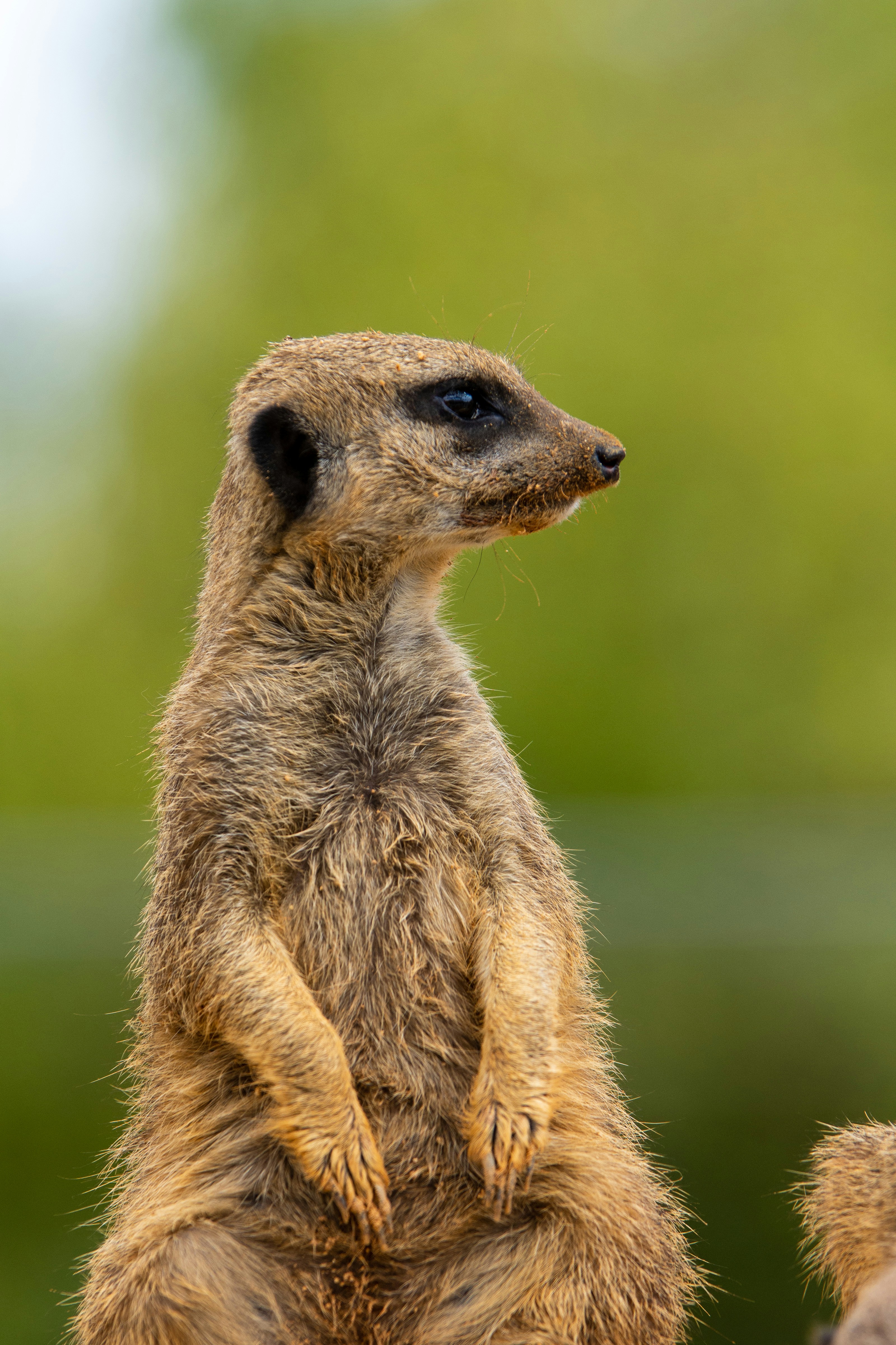 Ce portrait saisissant capture un suricate debout sur ses pattes arrière, regardant attentivement vers sa gauche. Photographié en plein jour au zoo, cet adorable membre de la faune africaine affiche une curiosité vive et une posture alerte. Dans son environnement aménagé pour refléter son habitat naturel, le suricate semble prêt à interagir avec son environnement, offrant aux visiteurs une vue intime de son comportement fascinant. Une rencontre mémorable avec la vie sauvage, illustrant l'importance de la conservation pour préserver ces espèces emblématiques.