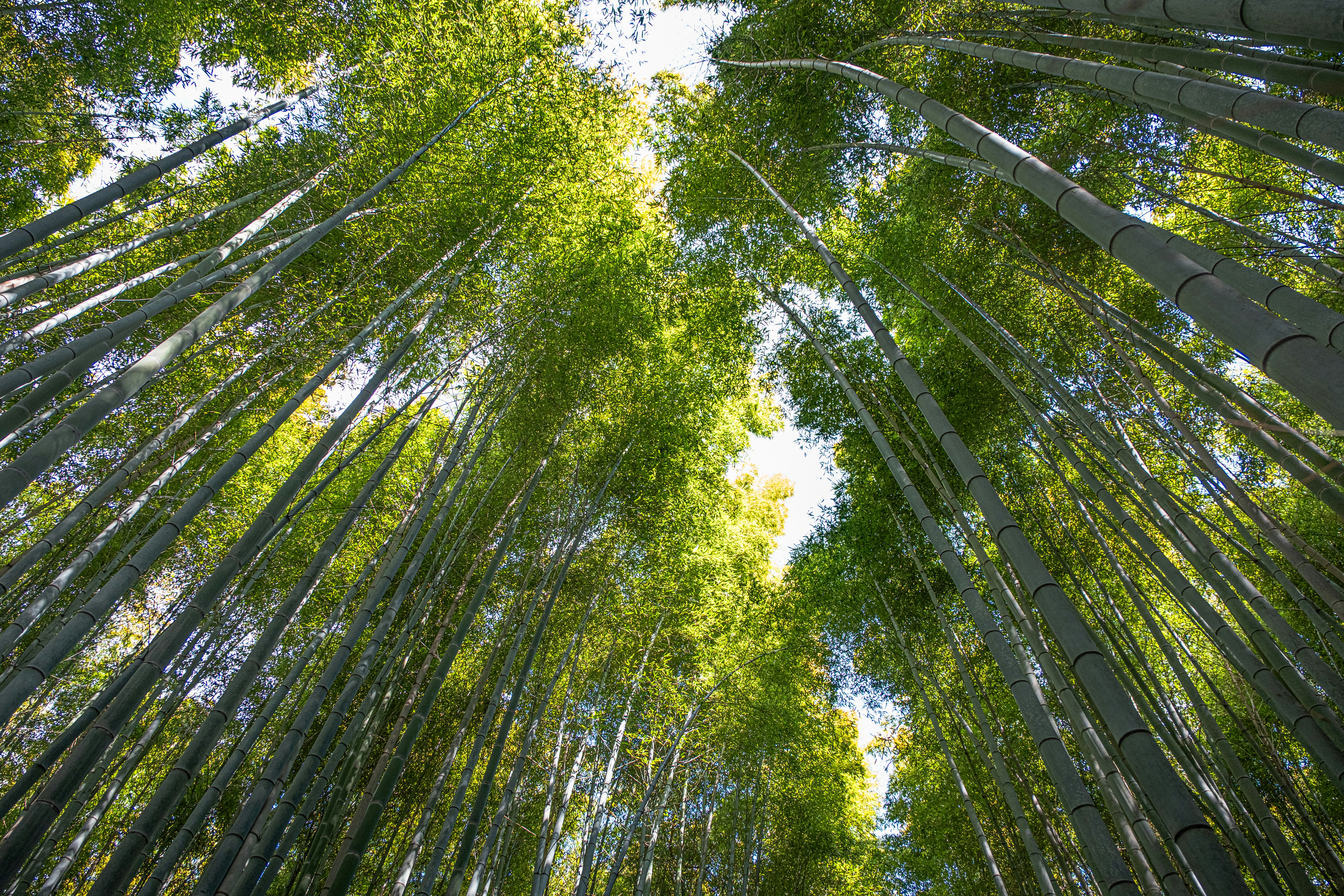 Towering bamboo trunks reaching skyward in a lush forest near Kyoto.