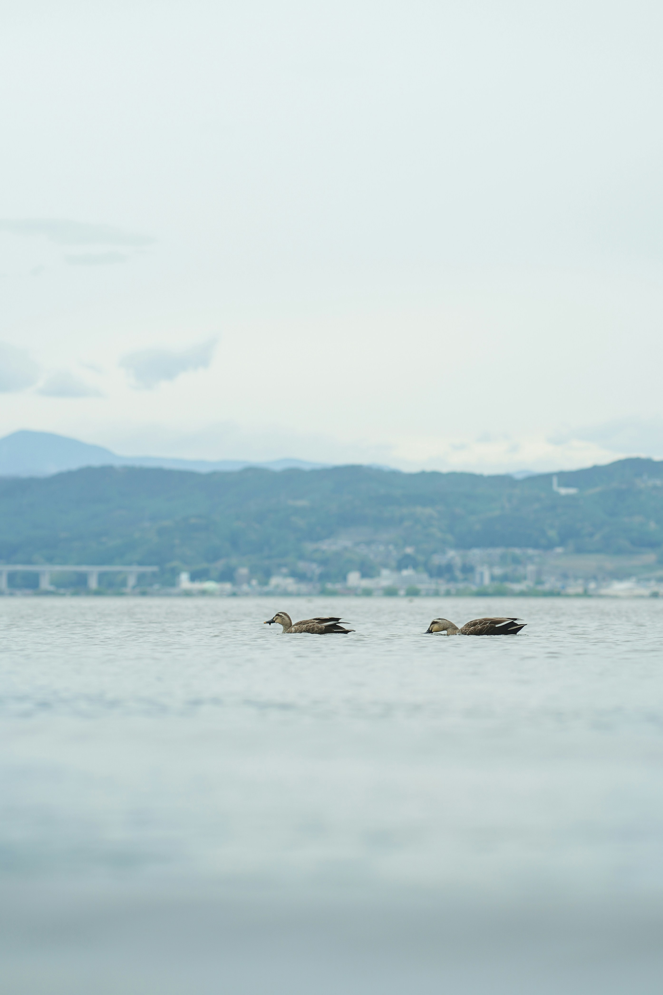 A couple of ducks floating on top of a large body of water photo – Free ...