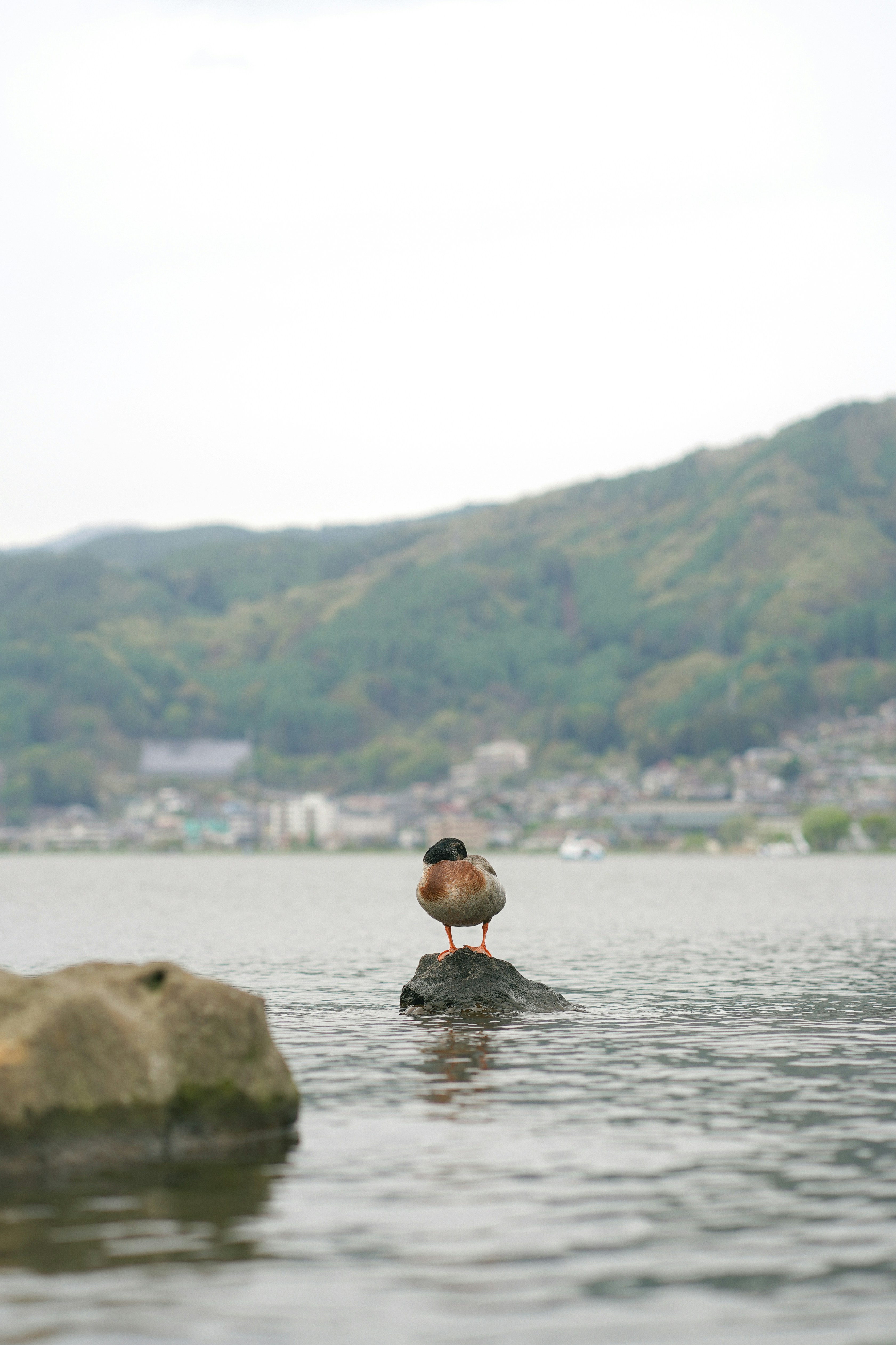 Rock-Perched Duck: Tranquil Lake Scene Framed by Hills and a Town
